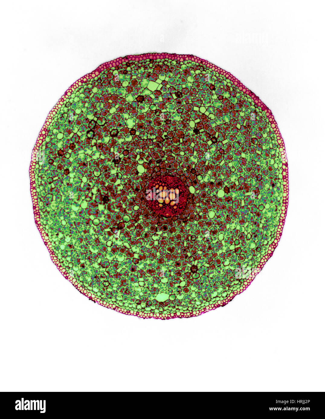 Vascular tissue root hi-res stock photography and images - Alamy