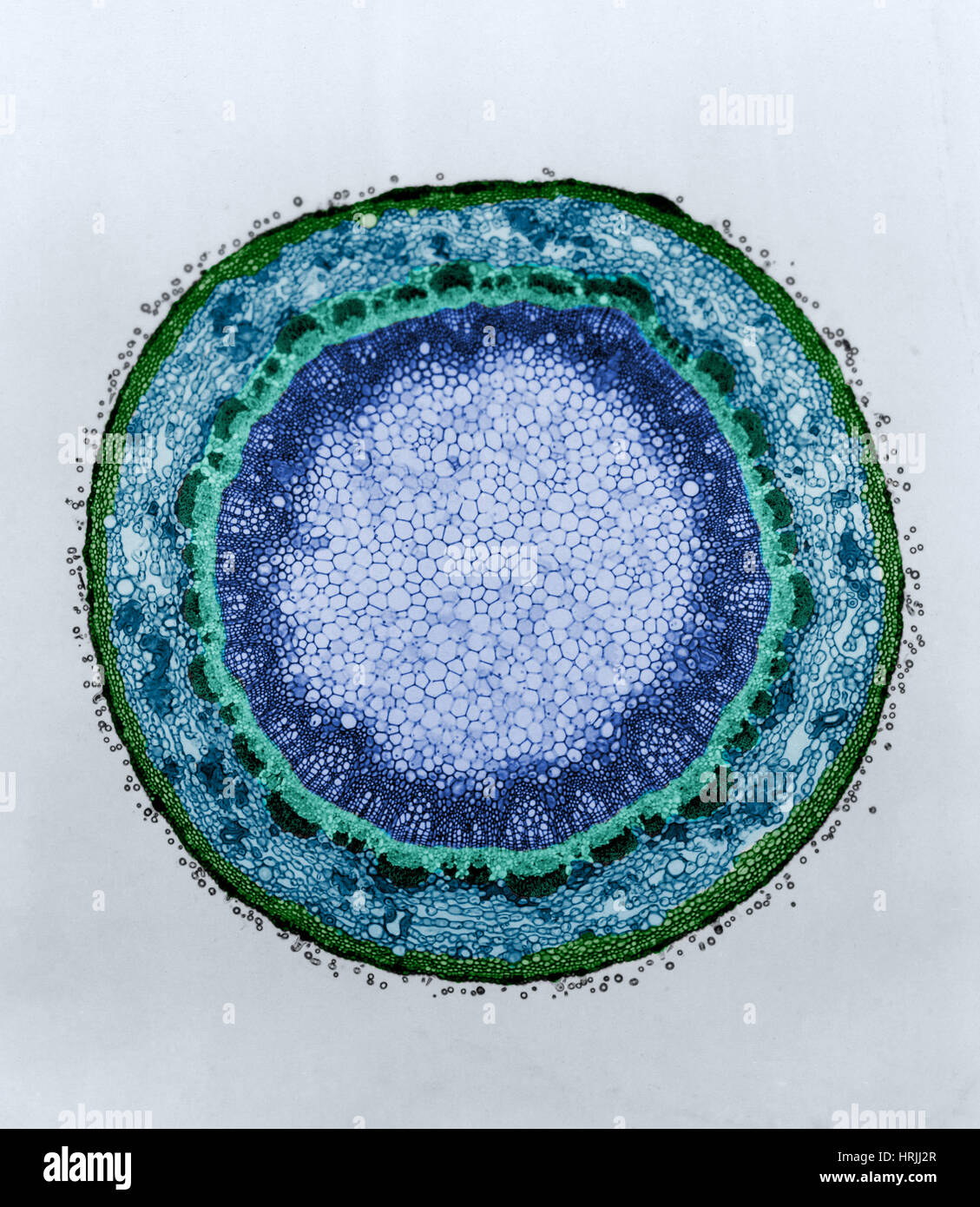 Magnolia anatomy hi-res stock photography and images - Alamy