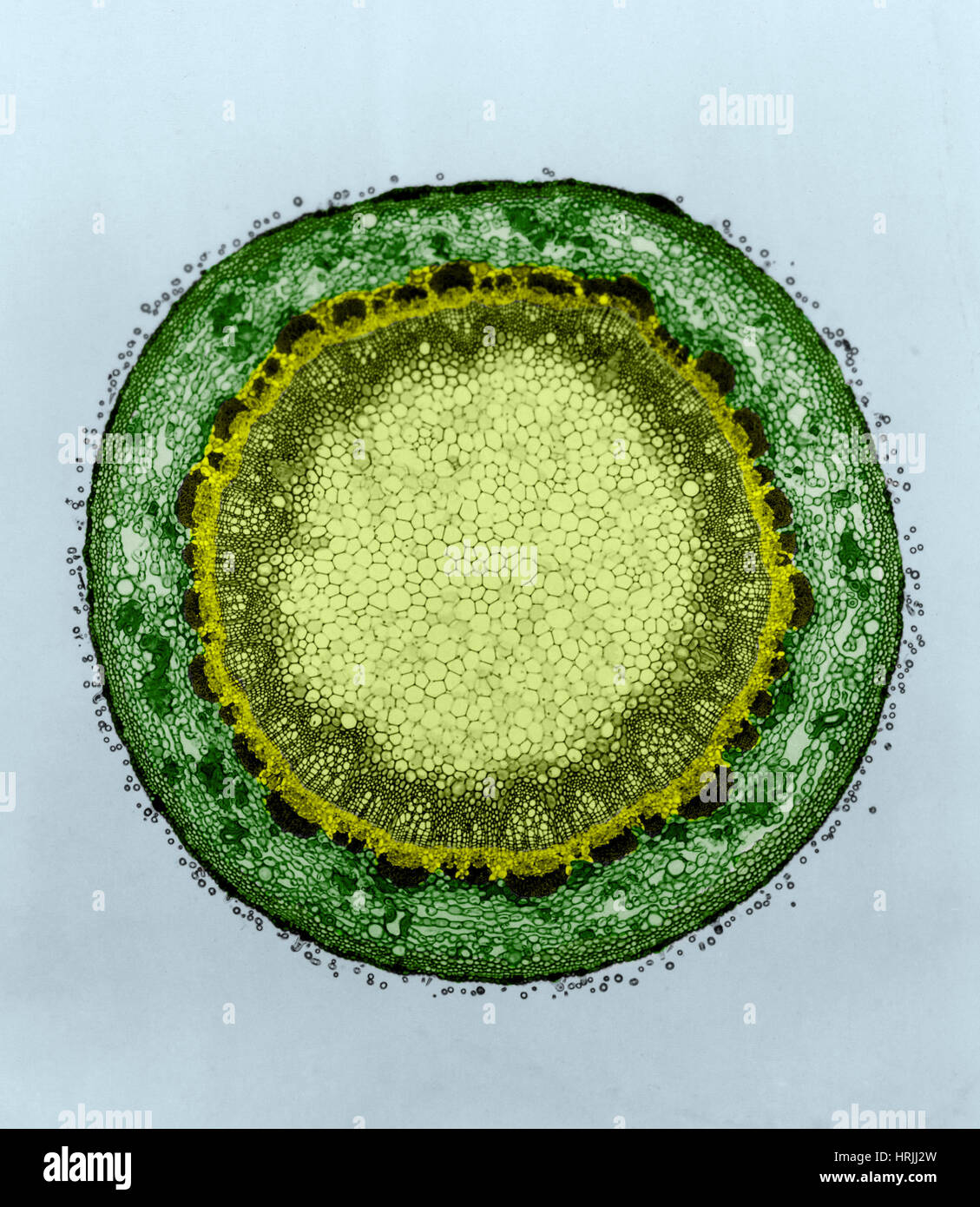 Magnolia anatomy hi-res stock photography and images - Alamy