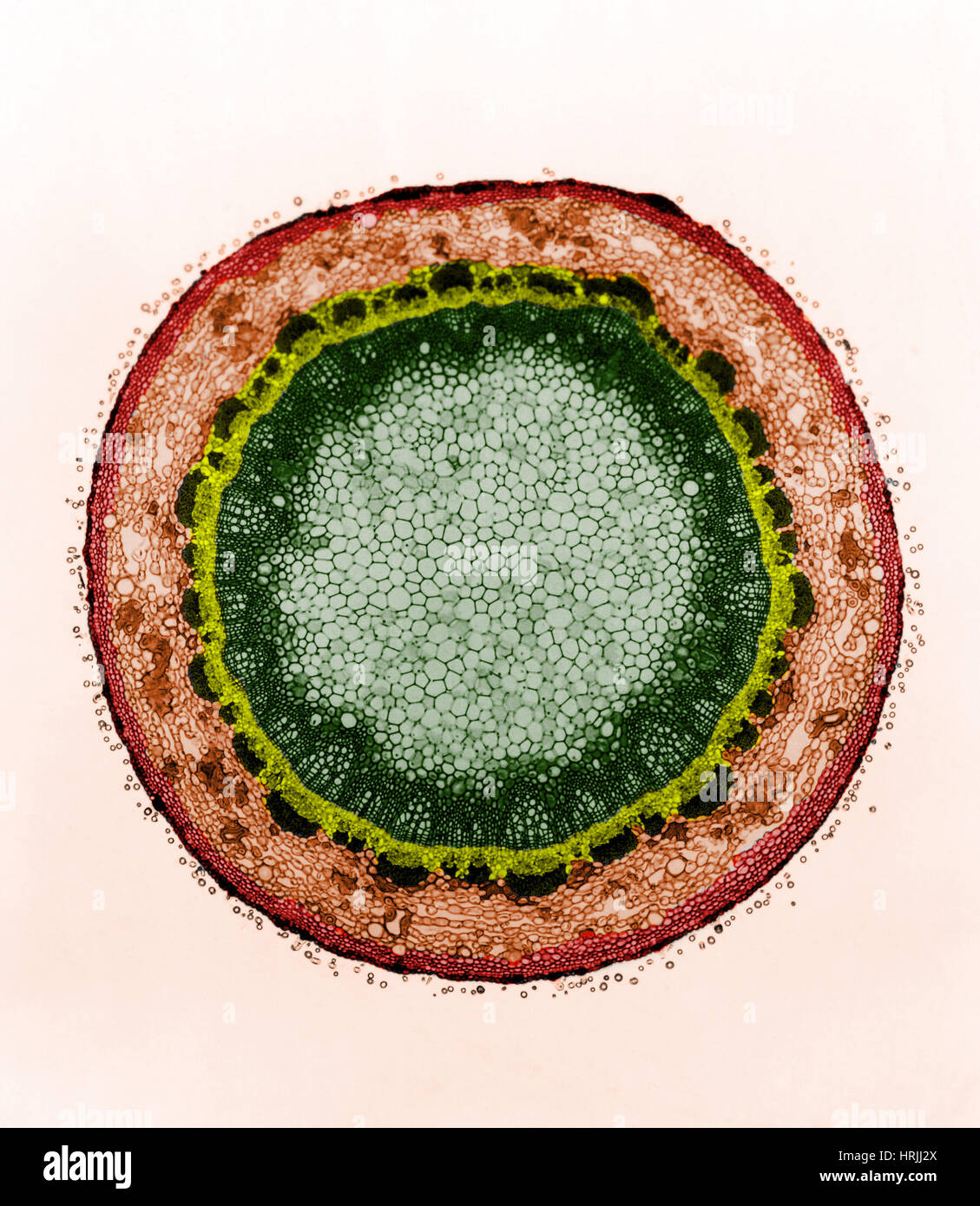 Magnolia anatomy hi-res stock photography and images - Alamy