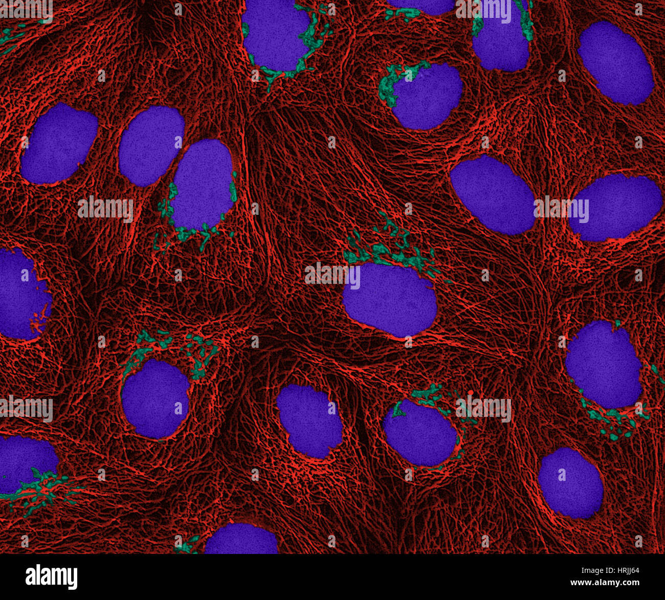 Cytoskeleton micrograph hi-res stock photography and images - Alamy