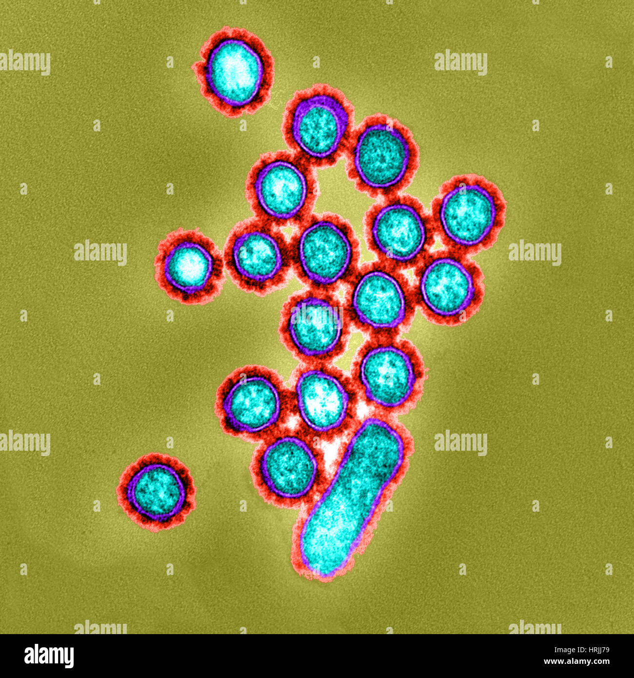 H1n1 virus micrograph hi-res stock photography and images - Alamy