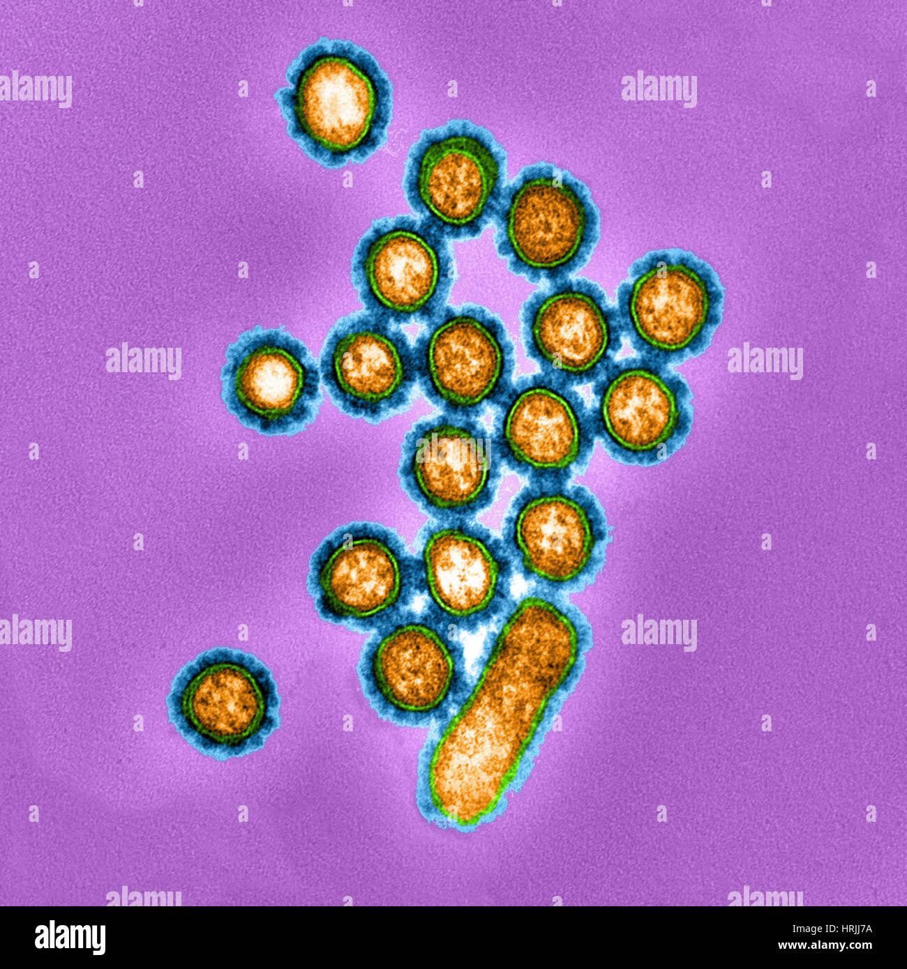H1n1 Influenza Virus
