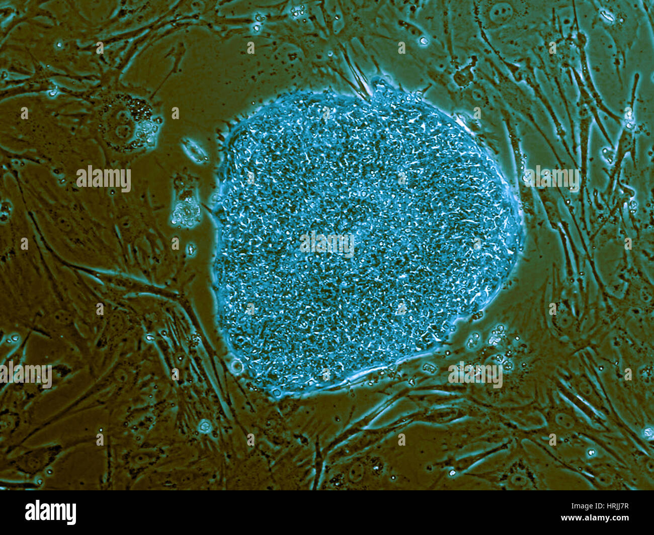 Human Embryonic Stem Cell Line BG03 Stock Photo - Alamy