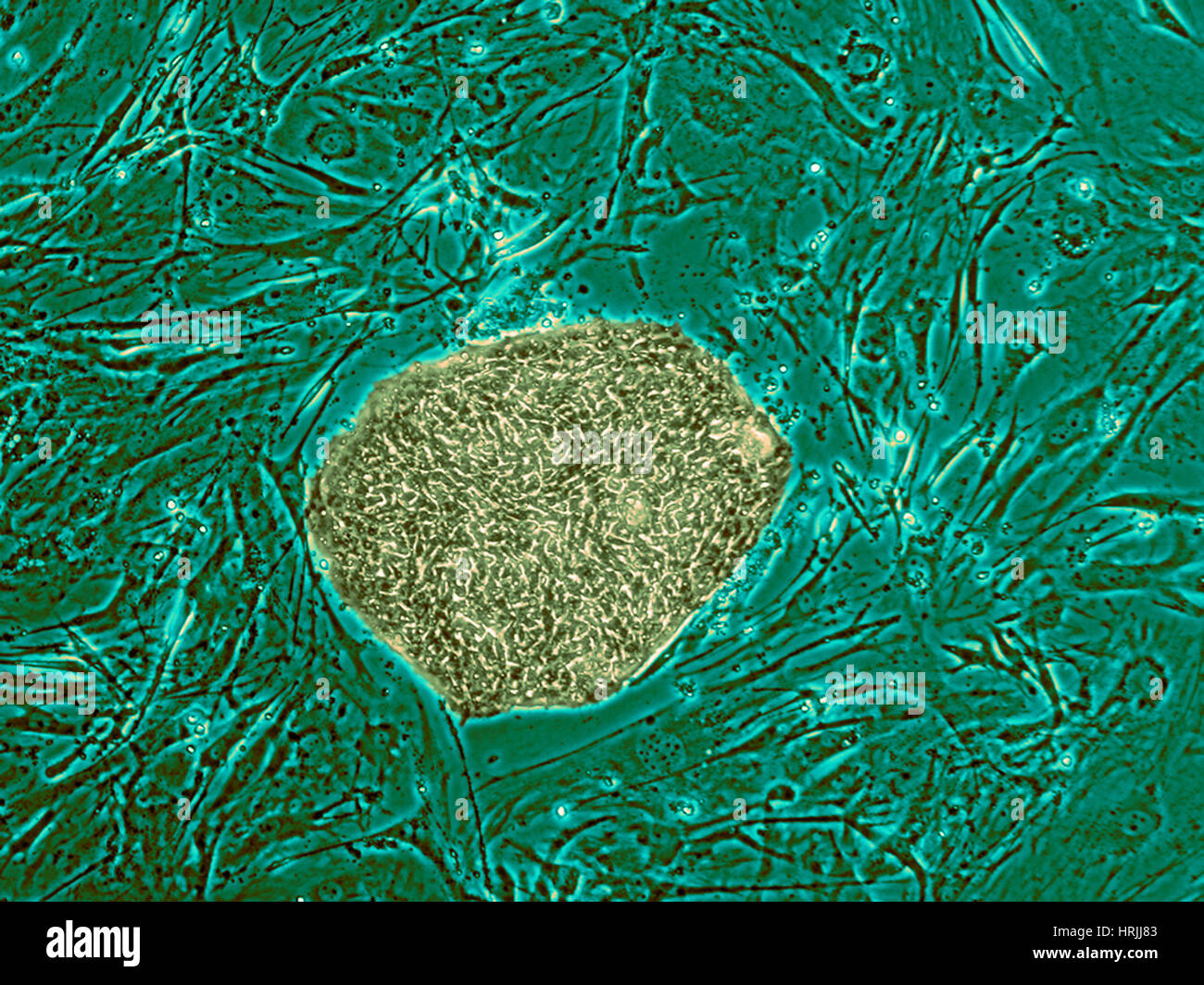 Human Embryonic Stem Cell Line ES05 Stock Photo - Alamy