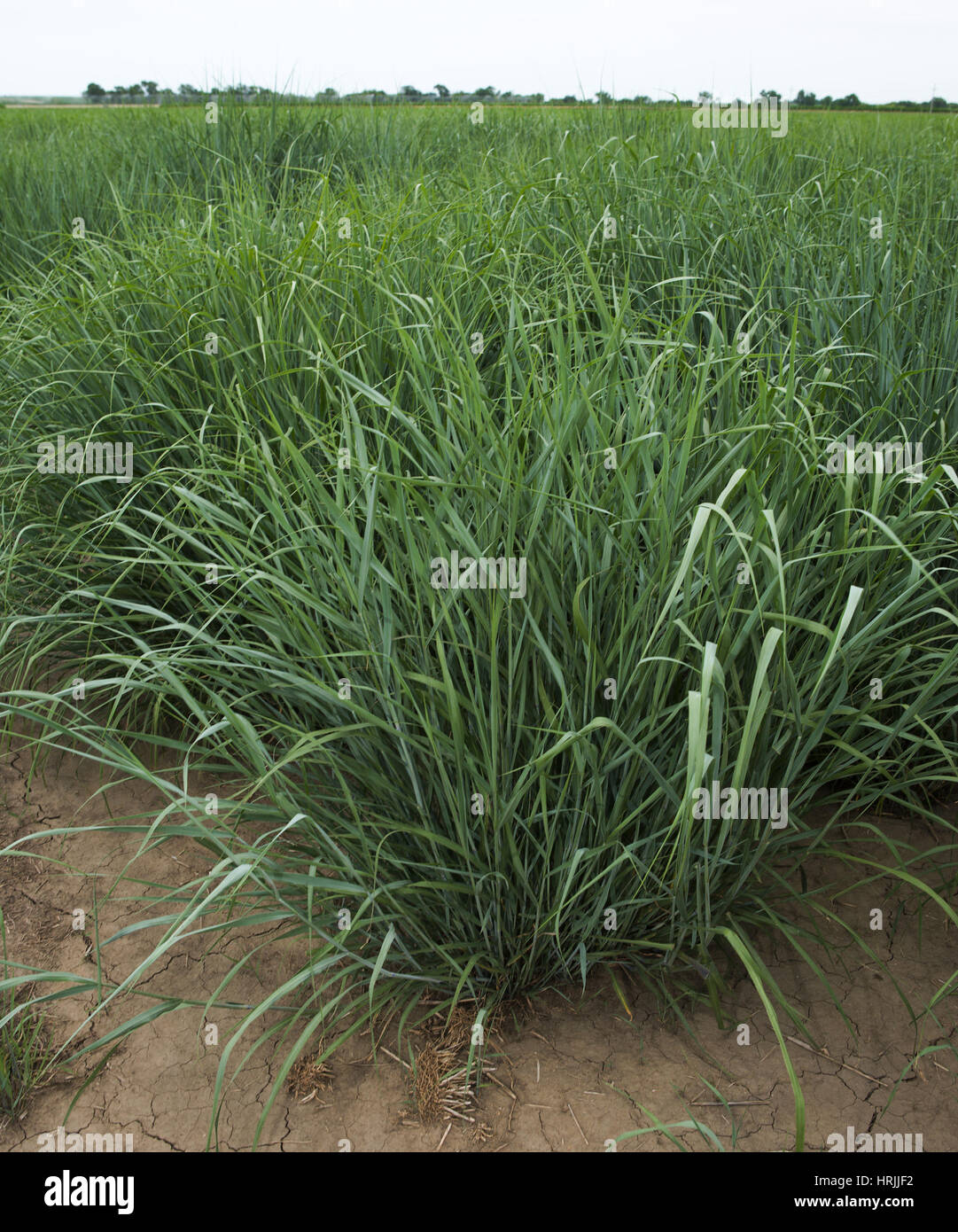 Switchgrass High Resolution Stock Photography and Images - Alamy