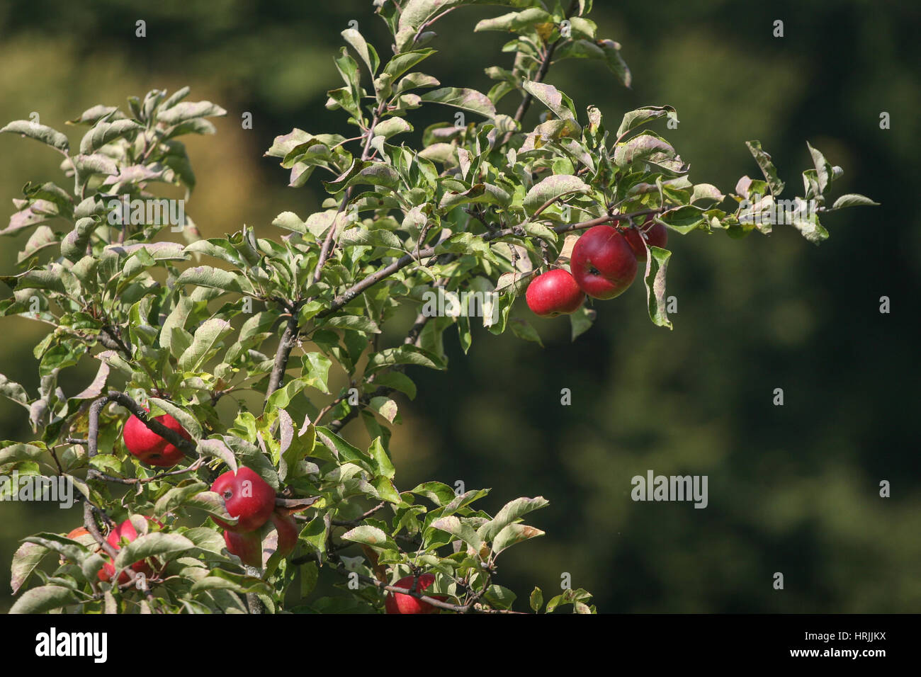 Mures, Romania, September 26, 2009: Apple tree with red apples Stock ...