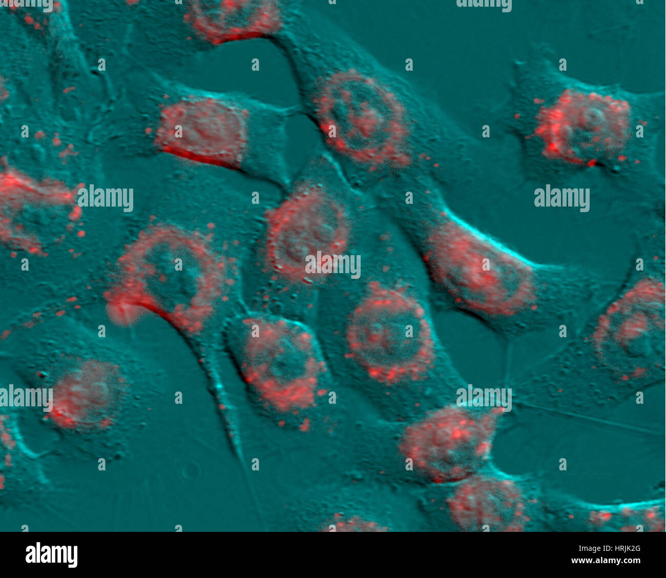 Human Glioma Cell Line, Immunofluorescent Stock Photo - Alamy
