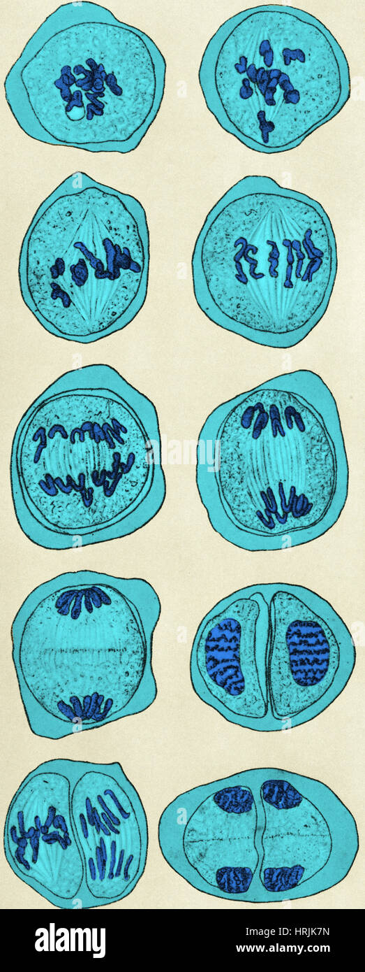 Cell division diagram hi-res stock photography and images - Alamy
