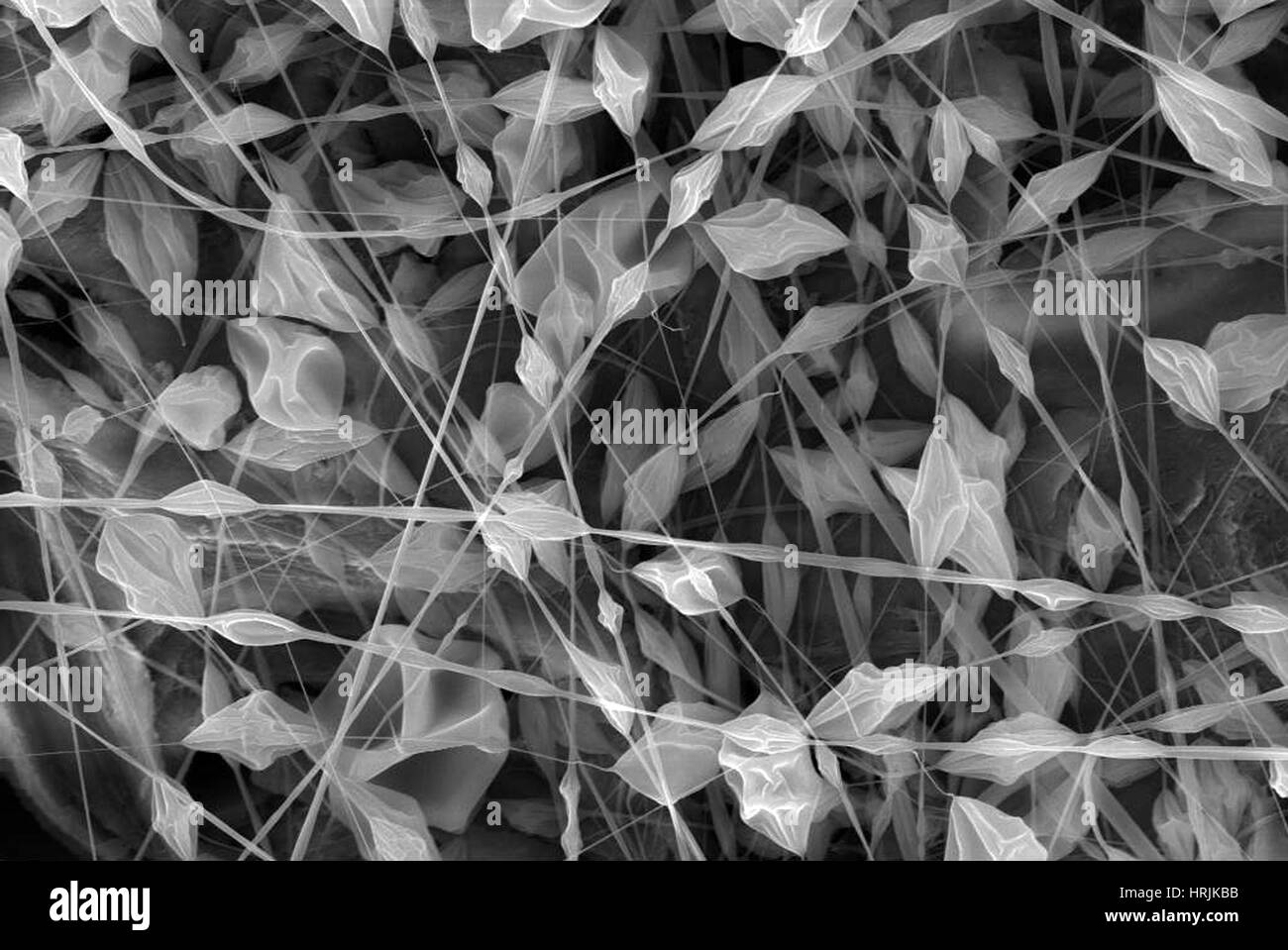 Lithium Nanowires, SEM Stock Photo - Alamy