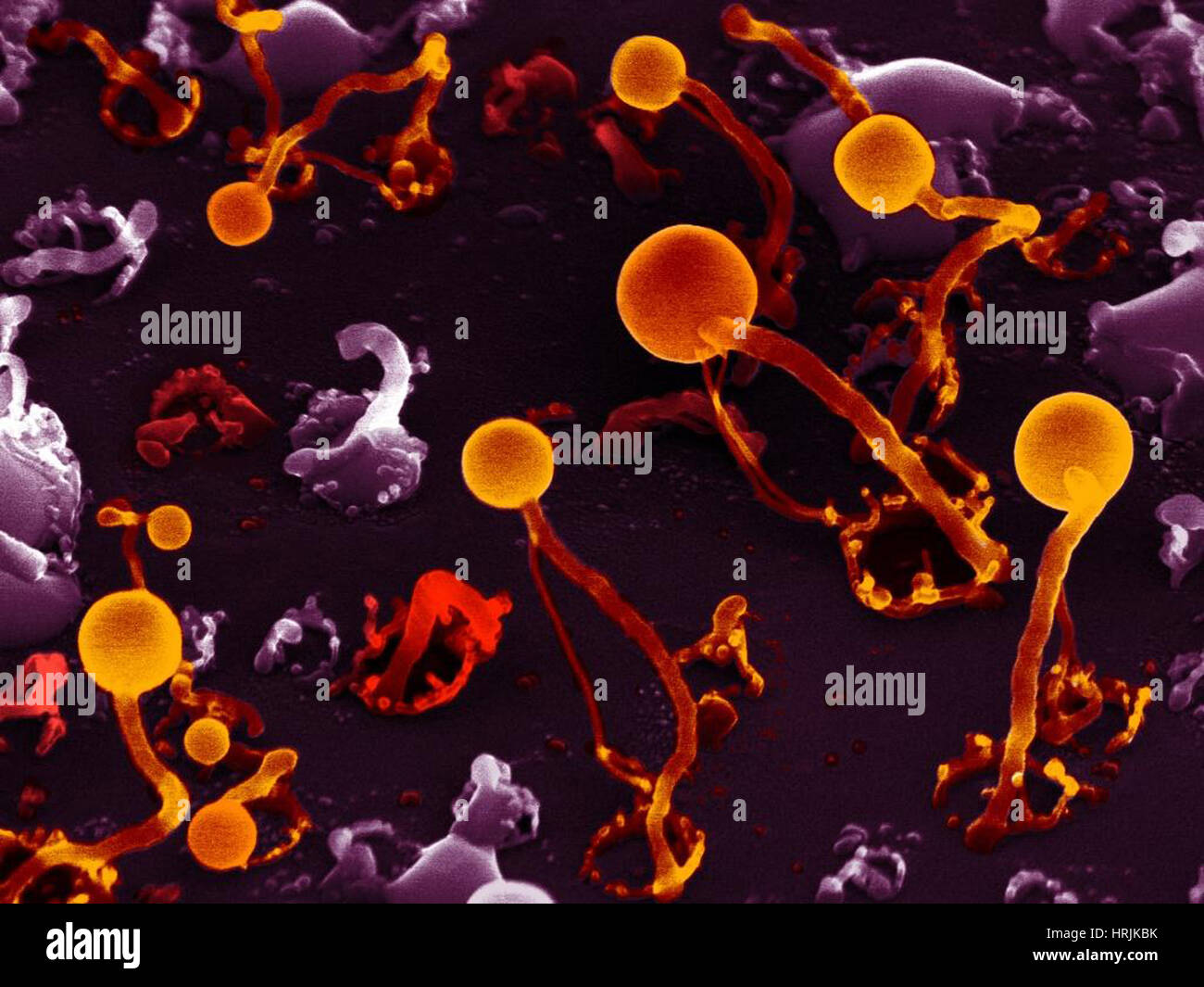 Silicon Nanostrands on Indium Drop, SEM Stock Photo - Alamy