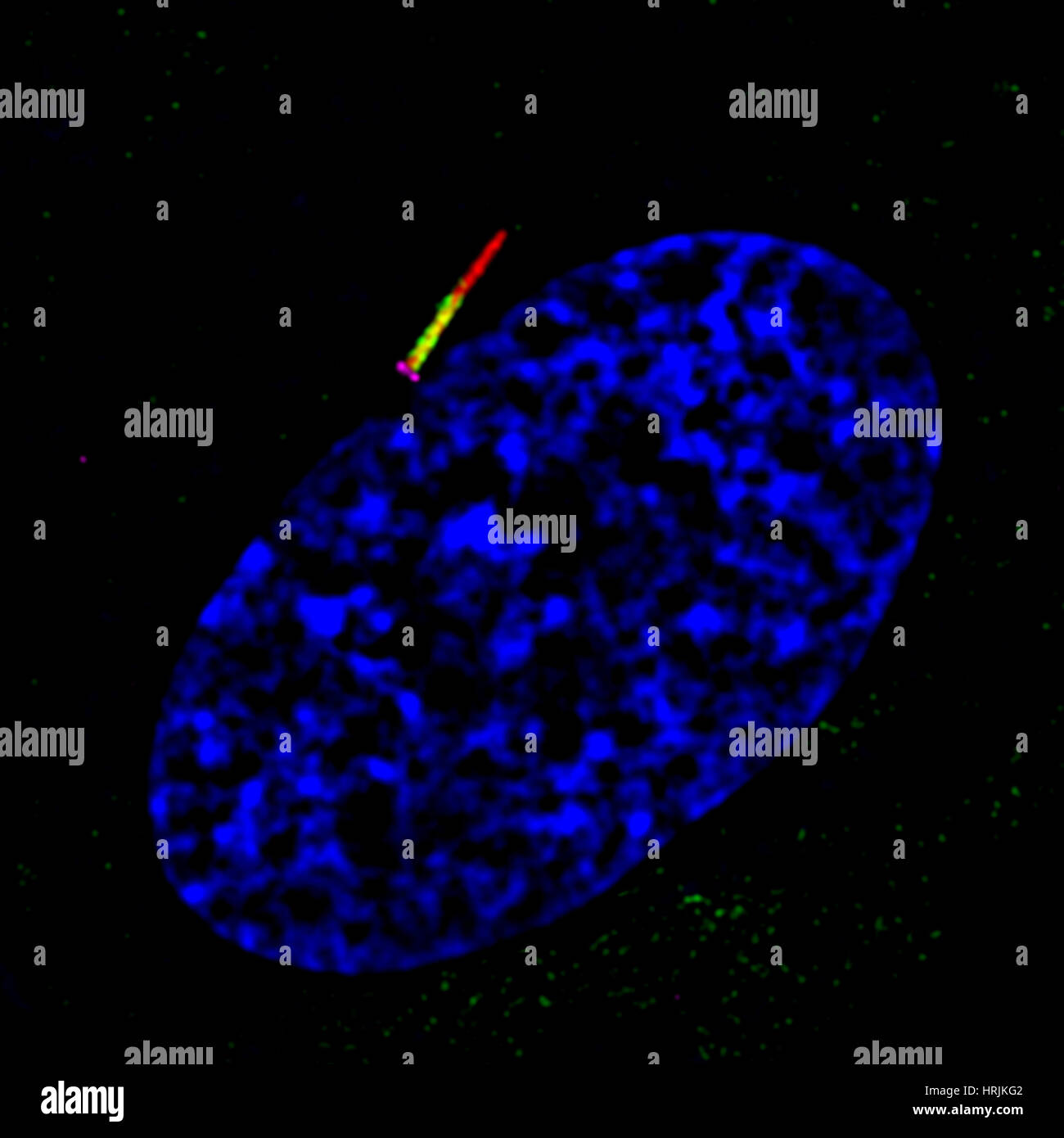 Cell membrane micrograph hi-res stock photography and images - Alamy