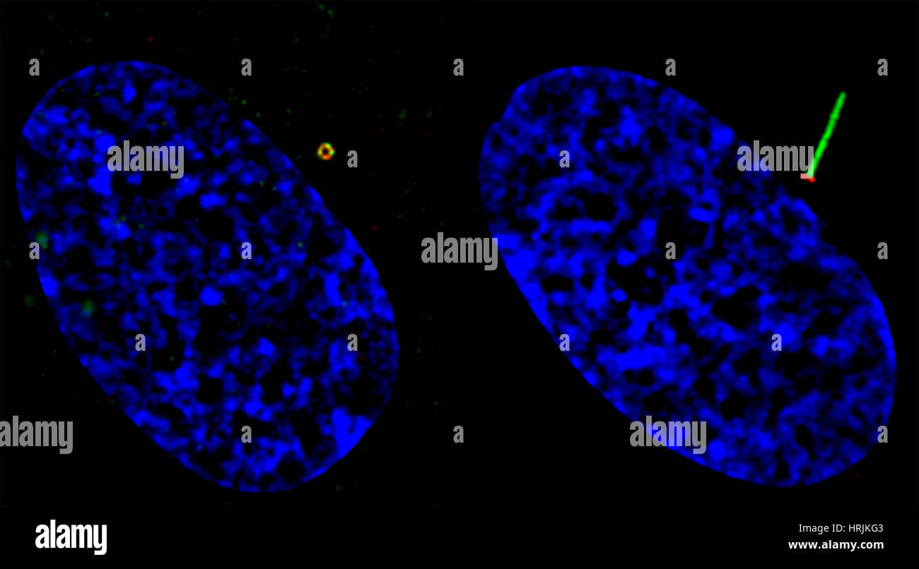 Progression of the cell cycle hi-res stock photography and images - Alamy