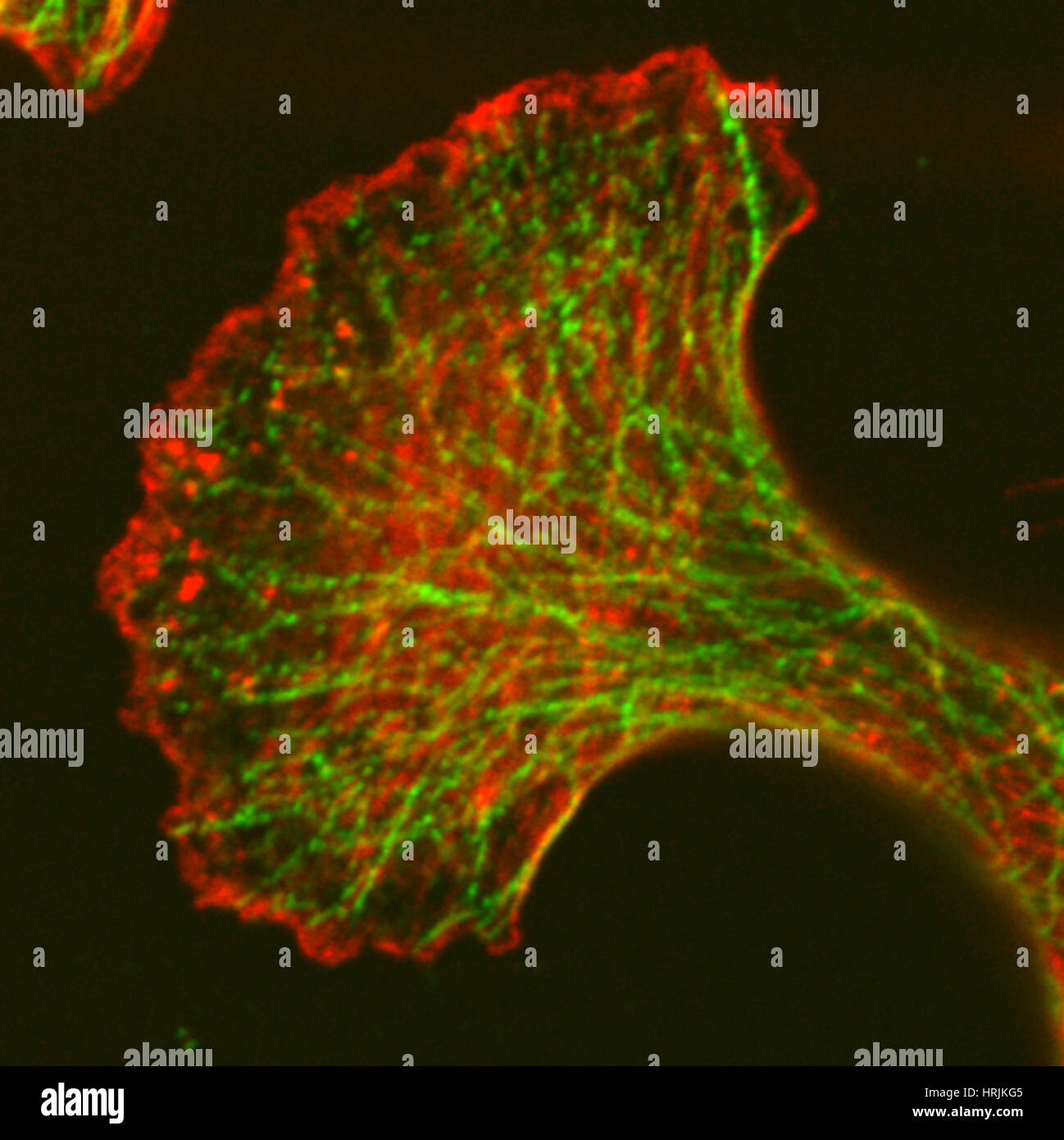 Fluorescence light micrograph hi-res stock photography and images - Alamy
