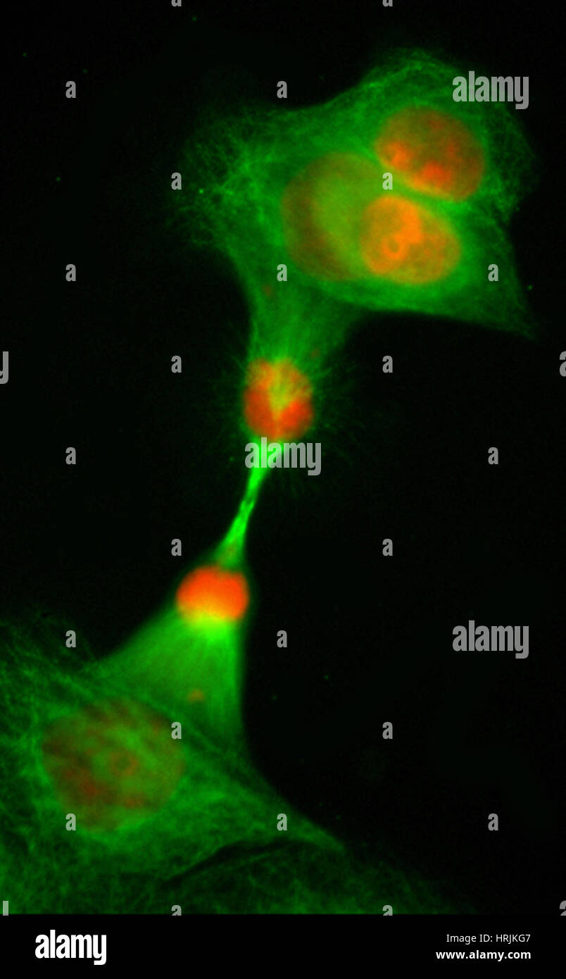 Fluorescence microscopic cell division hi-res stock photography and ...