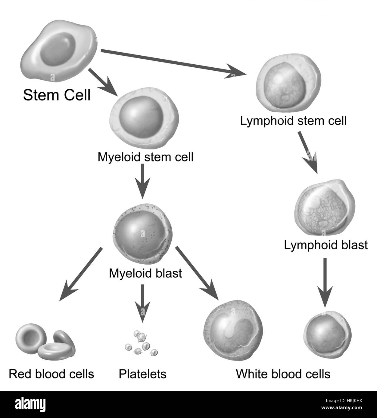 Stem Cell Clip Art Black And White Blood Stem Cell Isolated On White