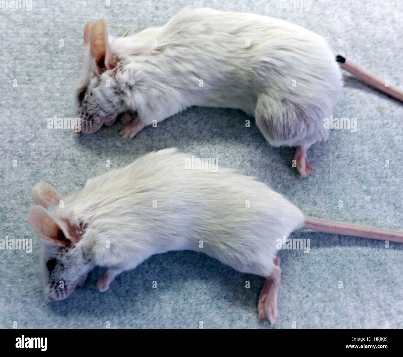 Mouse Model of Sarcoma Stock Photo - Alamy