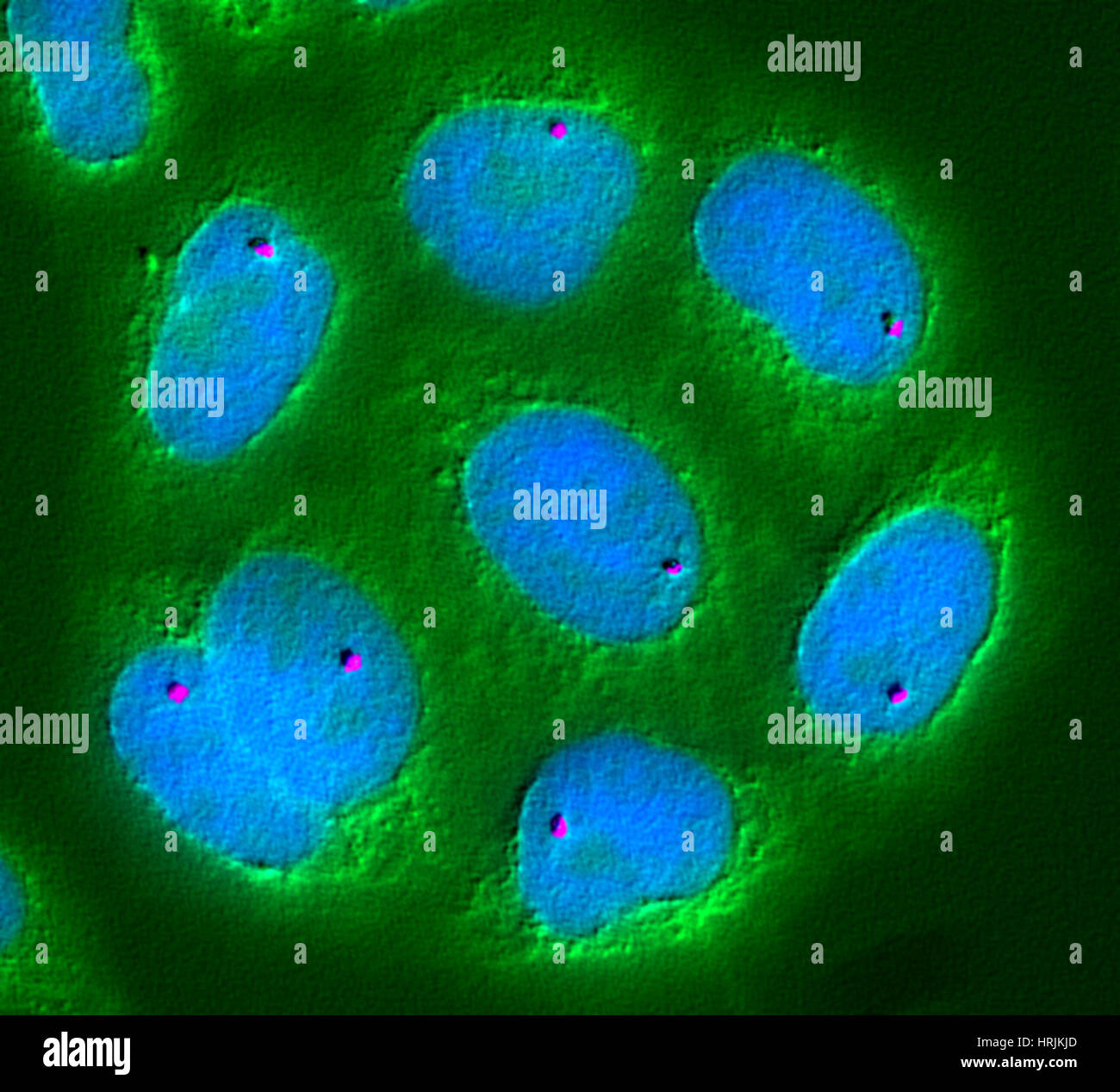 Genetic Research, Mapping Genes, FISH Stock Photo - Alamy