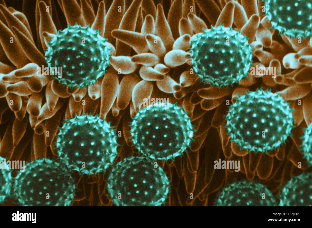 Scanning Electron Micrograph Sem Pollen Stock Photos & Scanning ...