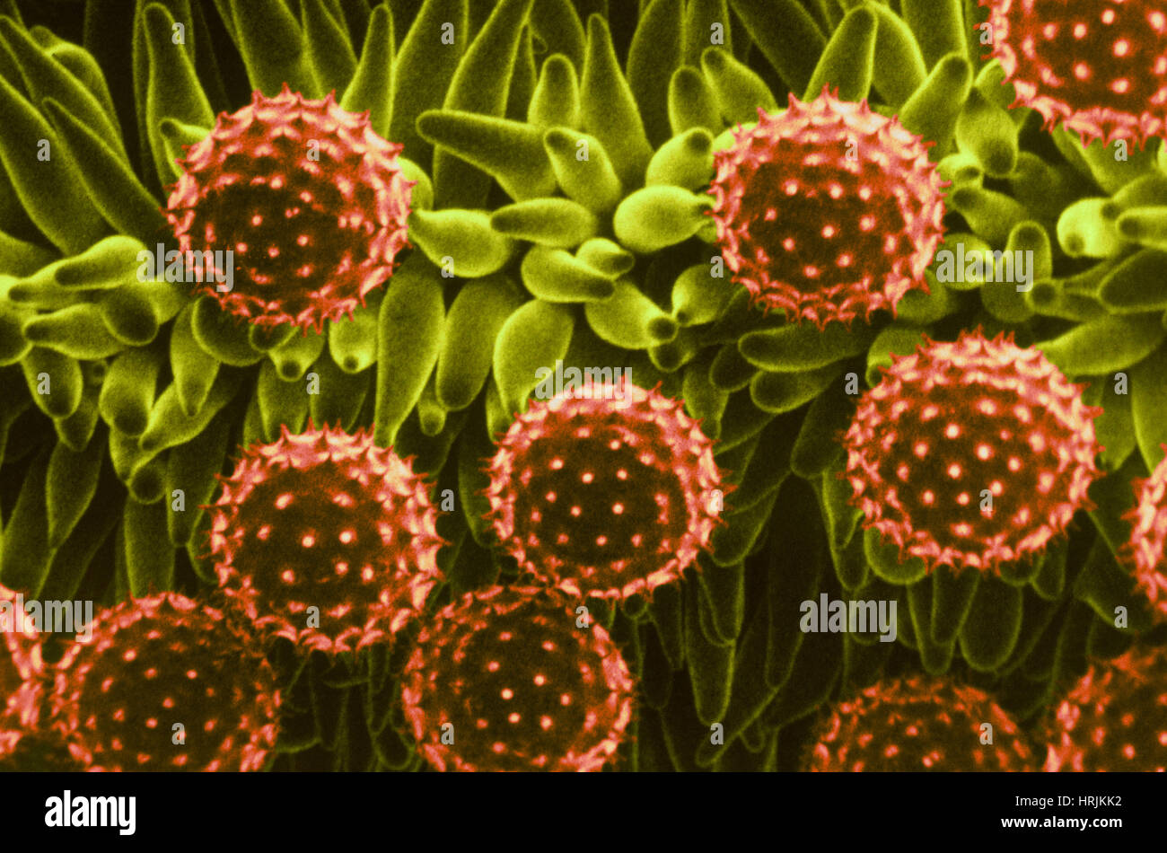 Malvaceae pollen sem hi-res stock photography and images - Alamy