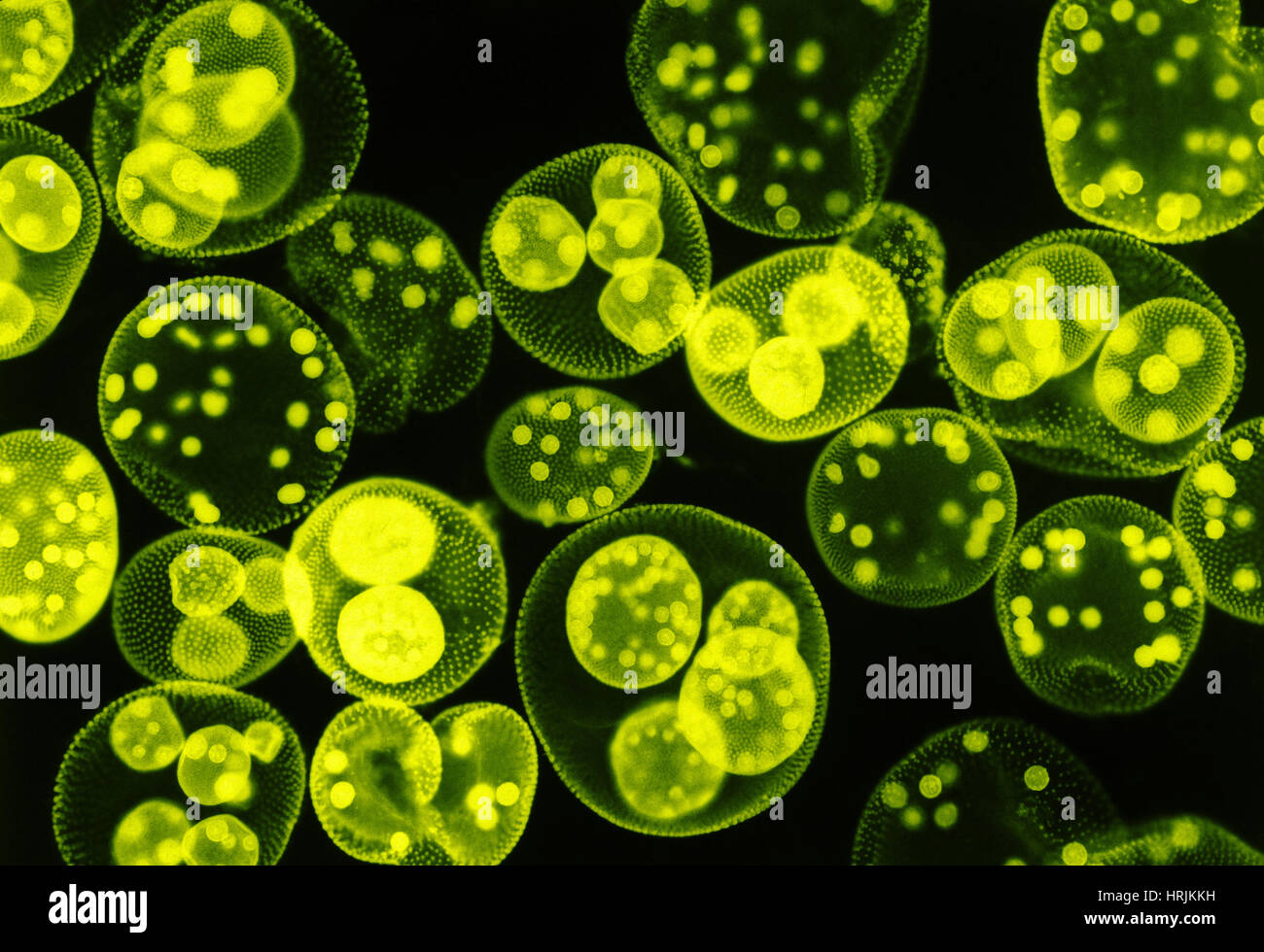 Green algae, Volvox sp., LM Stock Photo - Alamy
