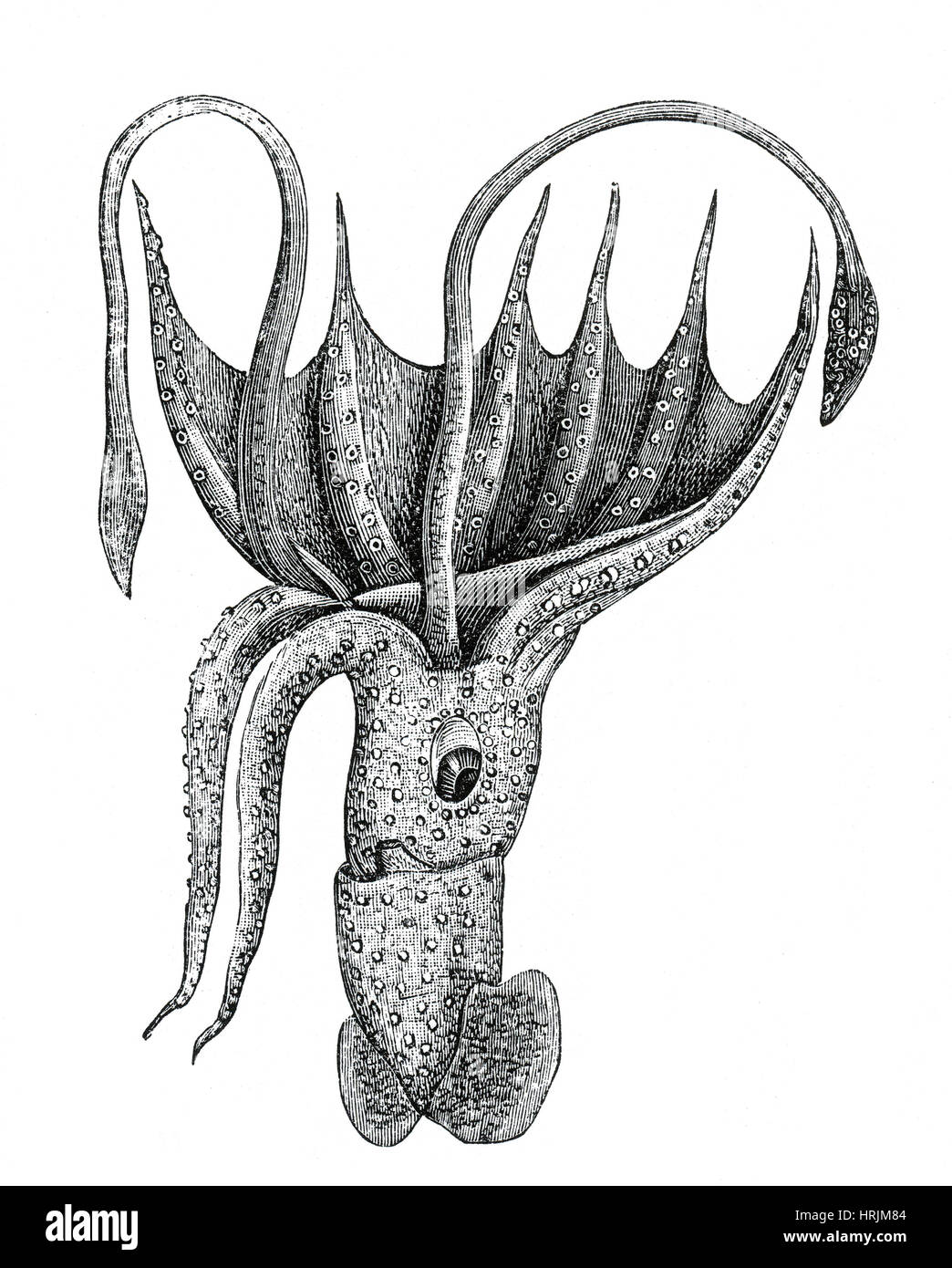 Deep sea squid not food Cut Out Stock Images & Pictures - Alamy