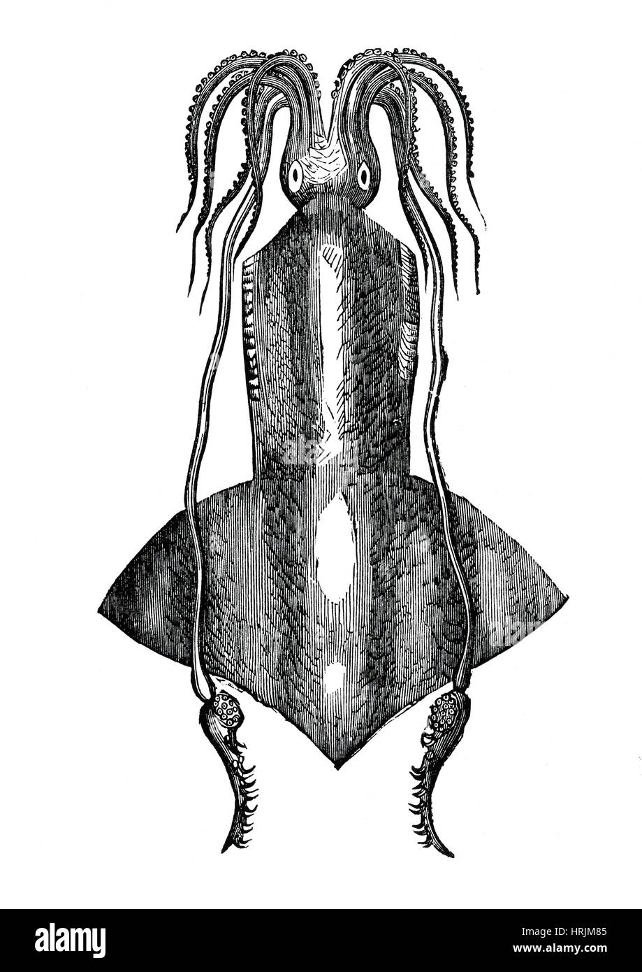 Deep sea squid not food Cut Out Stock Images & Pictures - Alamy