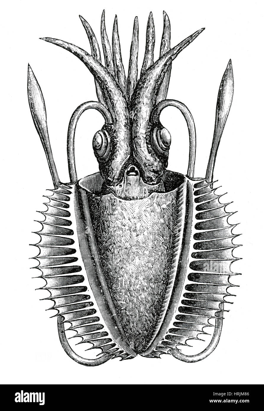 Squid, Deep Sea Cephalopod Stock Photo - Alamy