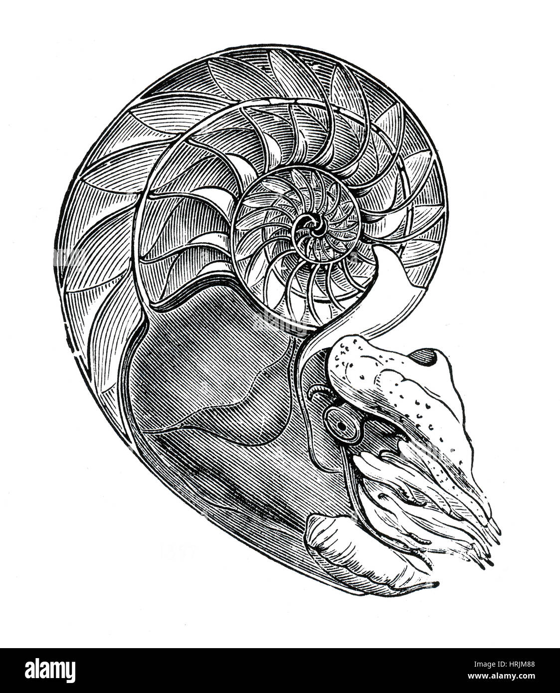 Nautiloid cephalopod hi-res stock photography and images - Alamy