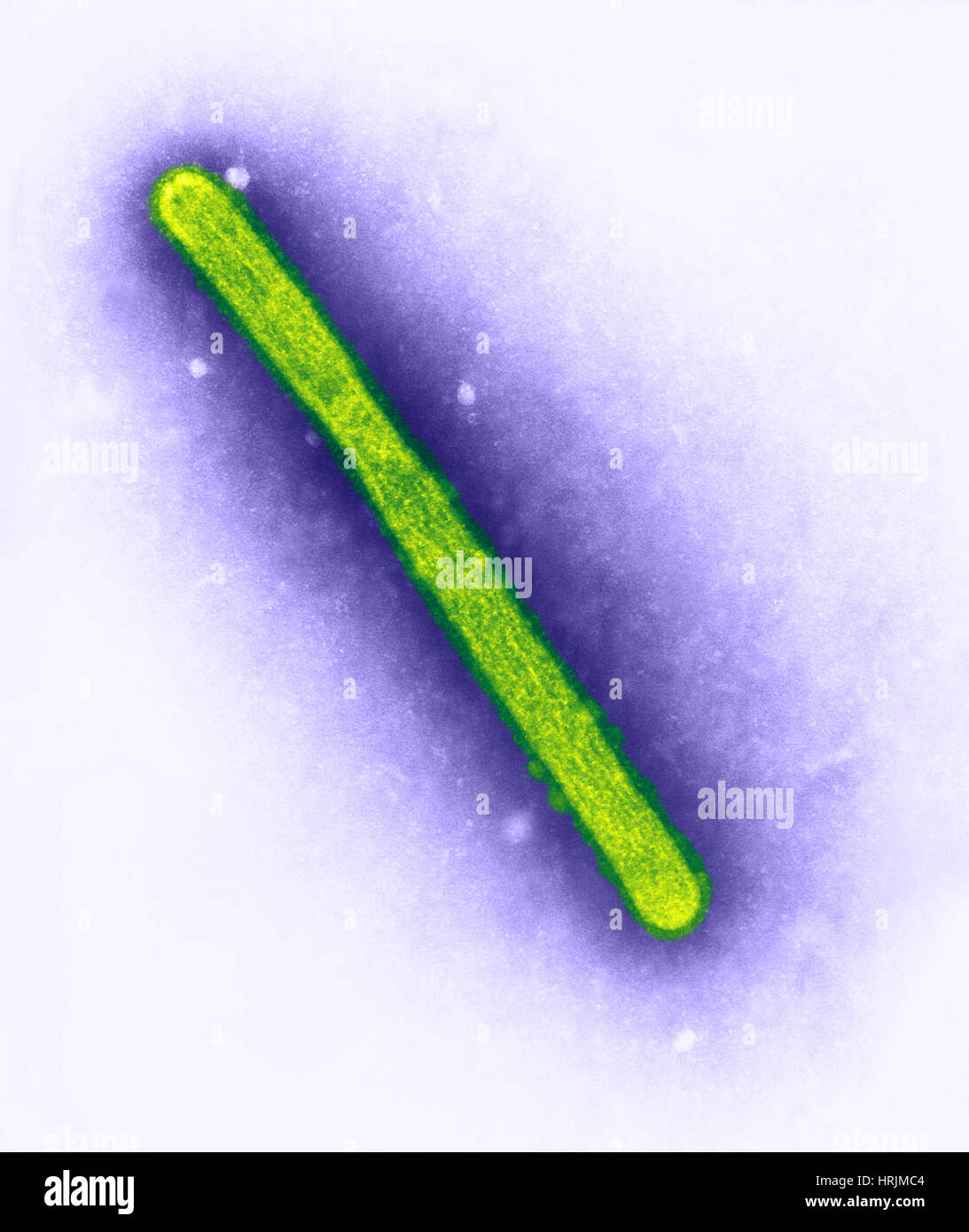 H5n1 virus micrograph hi-res stock photography and images - Alamy