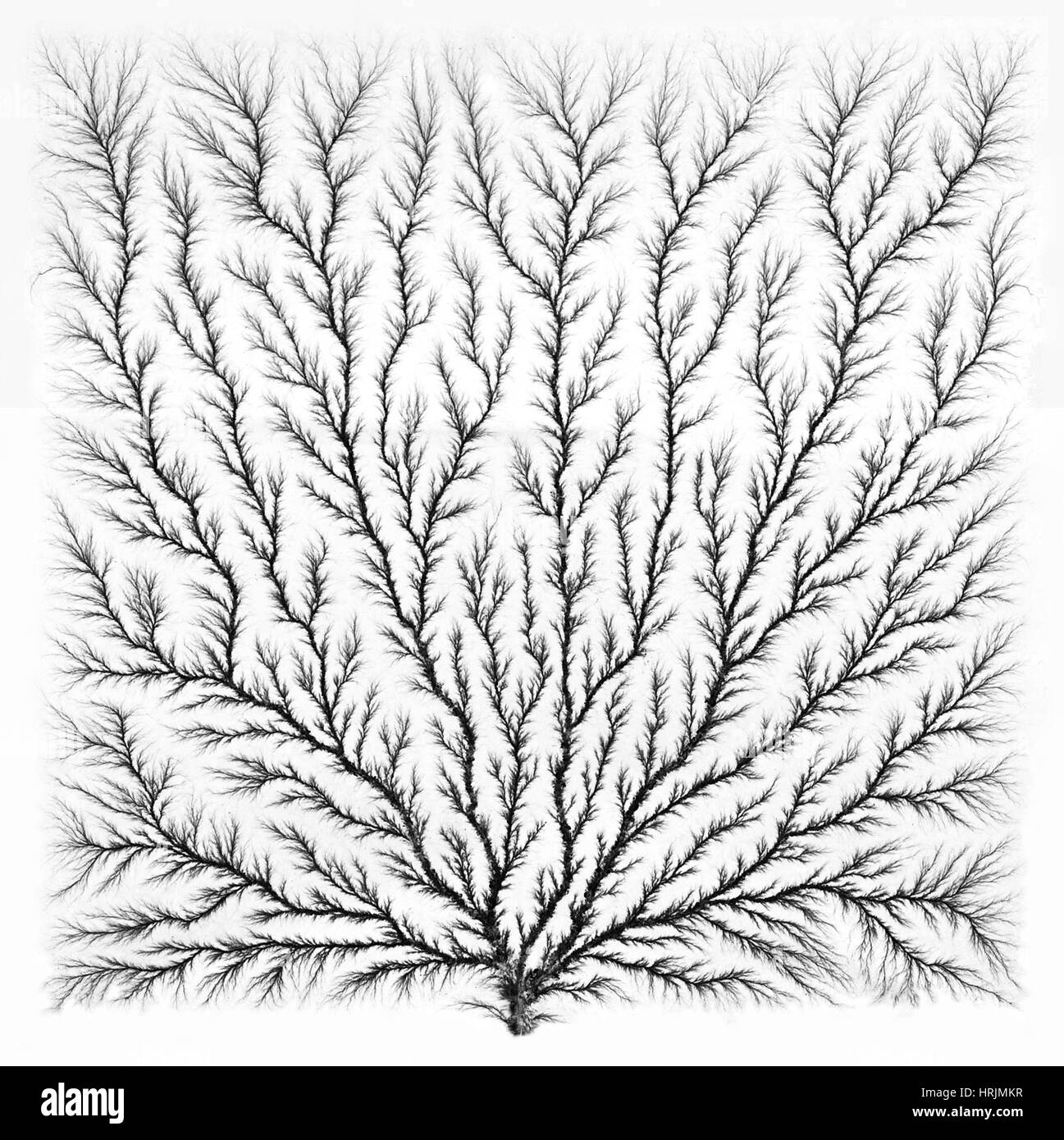 Electron Tree or Lichtenberg Figure Stock Photo - Alamy