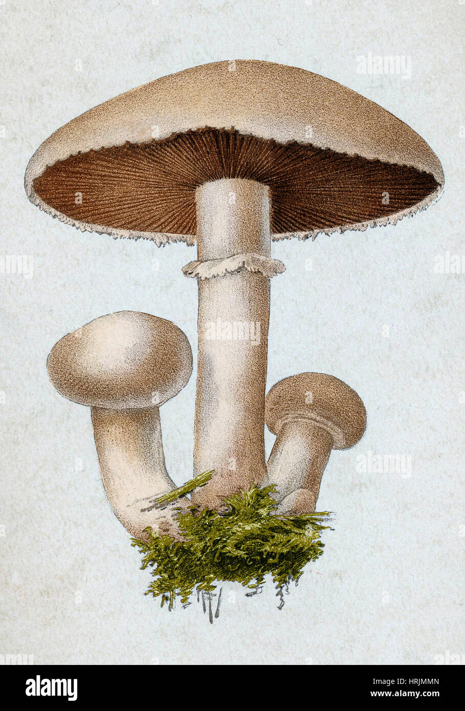 Field Mushroom, Agaricus campestris Stock Photo - Alamy