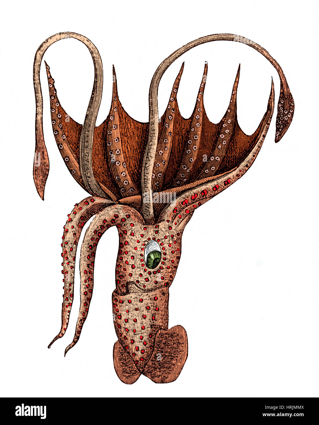 Deep sea squid not food Cut Out Stock Images & Pictures - Alamy