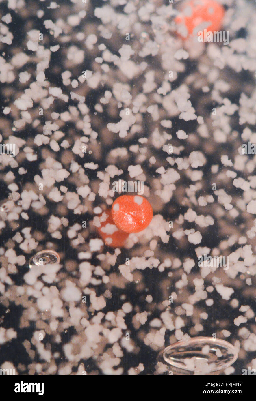 Microbeads, Macro Image Stock Photo - Alamy