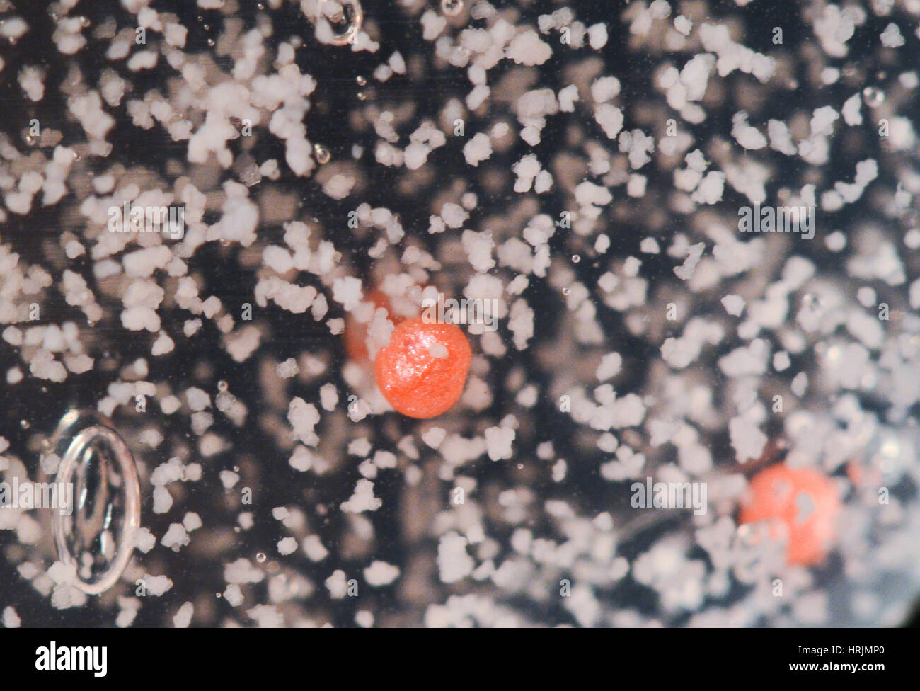 Microbeads, Macro Image Stock Photo - Alamy