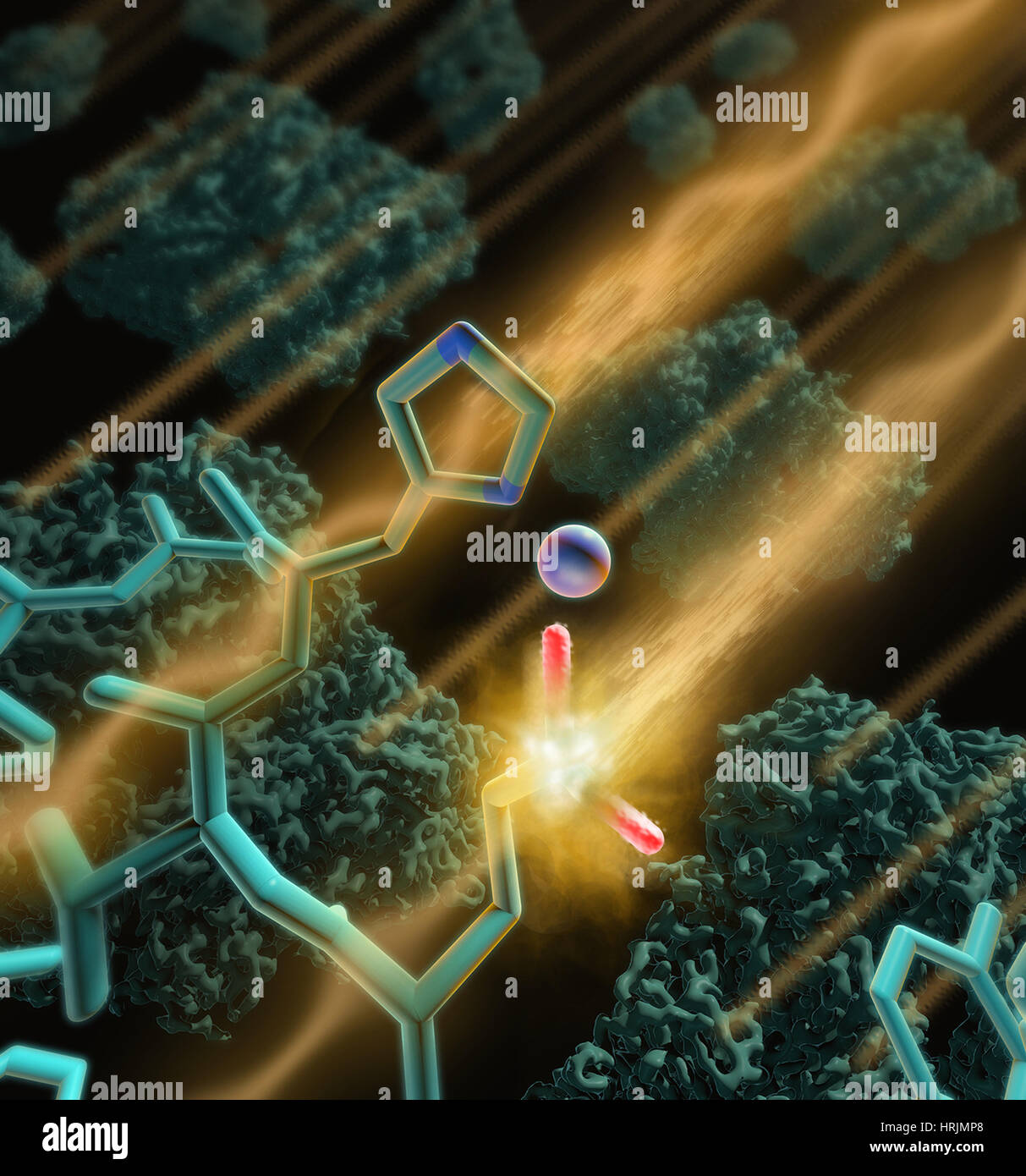 Beta galactosidase, metabolic enzyme hi-res stock photography and ...