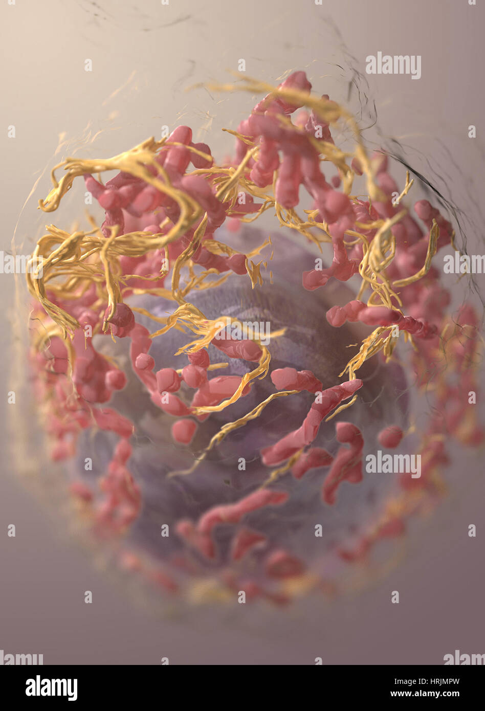 Endoplasmic reticulum sem hi-res stock photography and images - Alamy