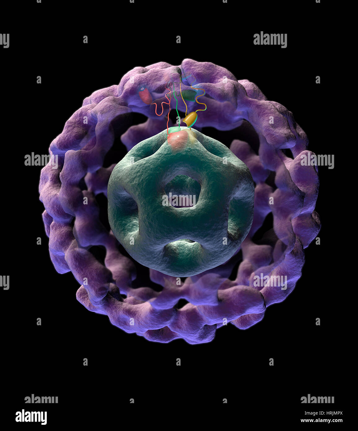 Pyruvate Dehydrogenase, Metabolic Enzyme Stock Photo - Alamy