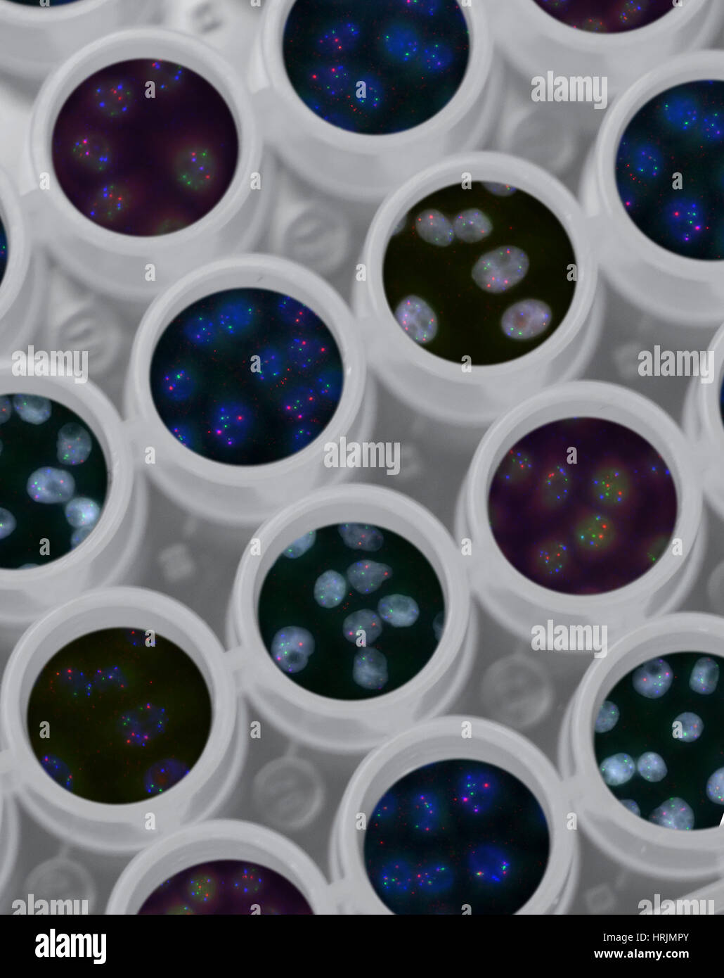 HeLa Cells, HIPMap Stock Photo - Alamy