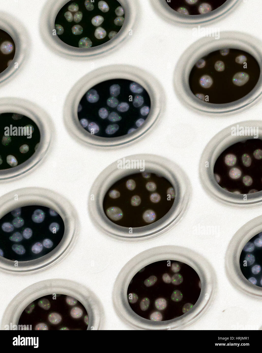 HeLa Cells, HIPMap Stock Photo - Alamy