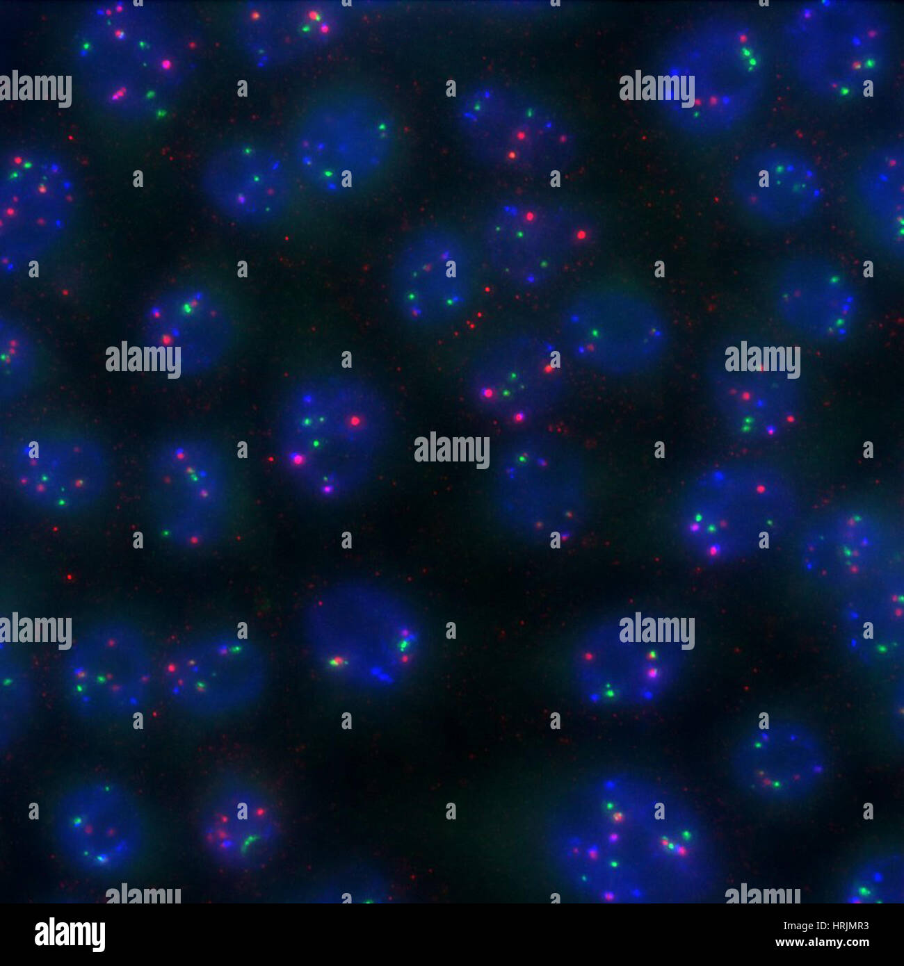 HeLa Cells, HIPMap Stock Photo - Alamy