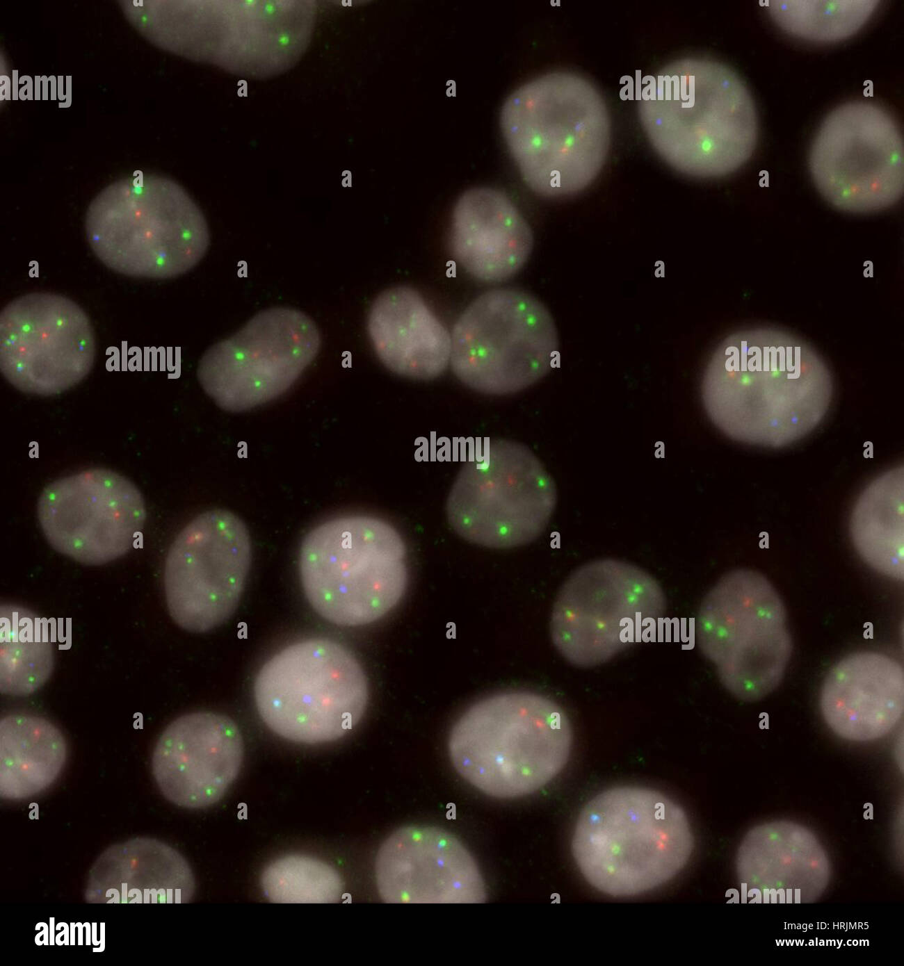 Hela cells hi-res stock photography and images - Alamy