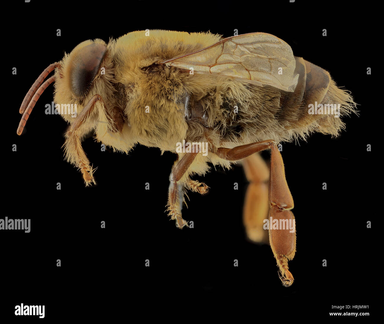 Honeybee drone bee male hi-res stock photography and images - Alamy