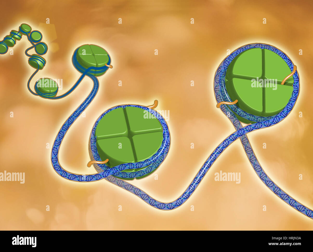 Epigenetics hi-res stock photography and images - Alamy