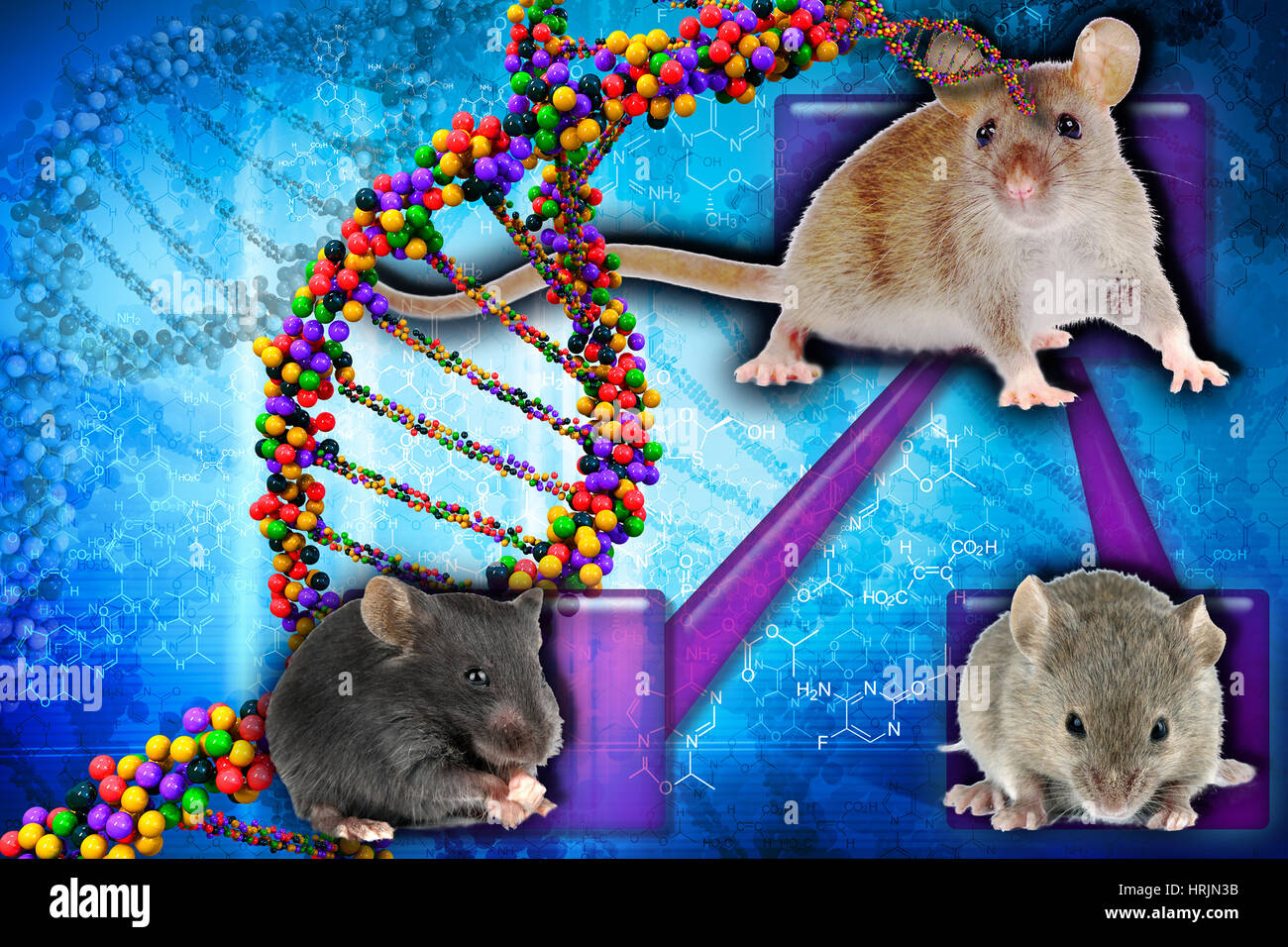 Gene Expression in Mice Stock Photo - Alamy