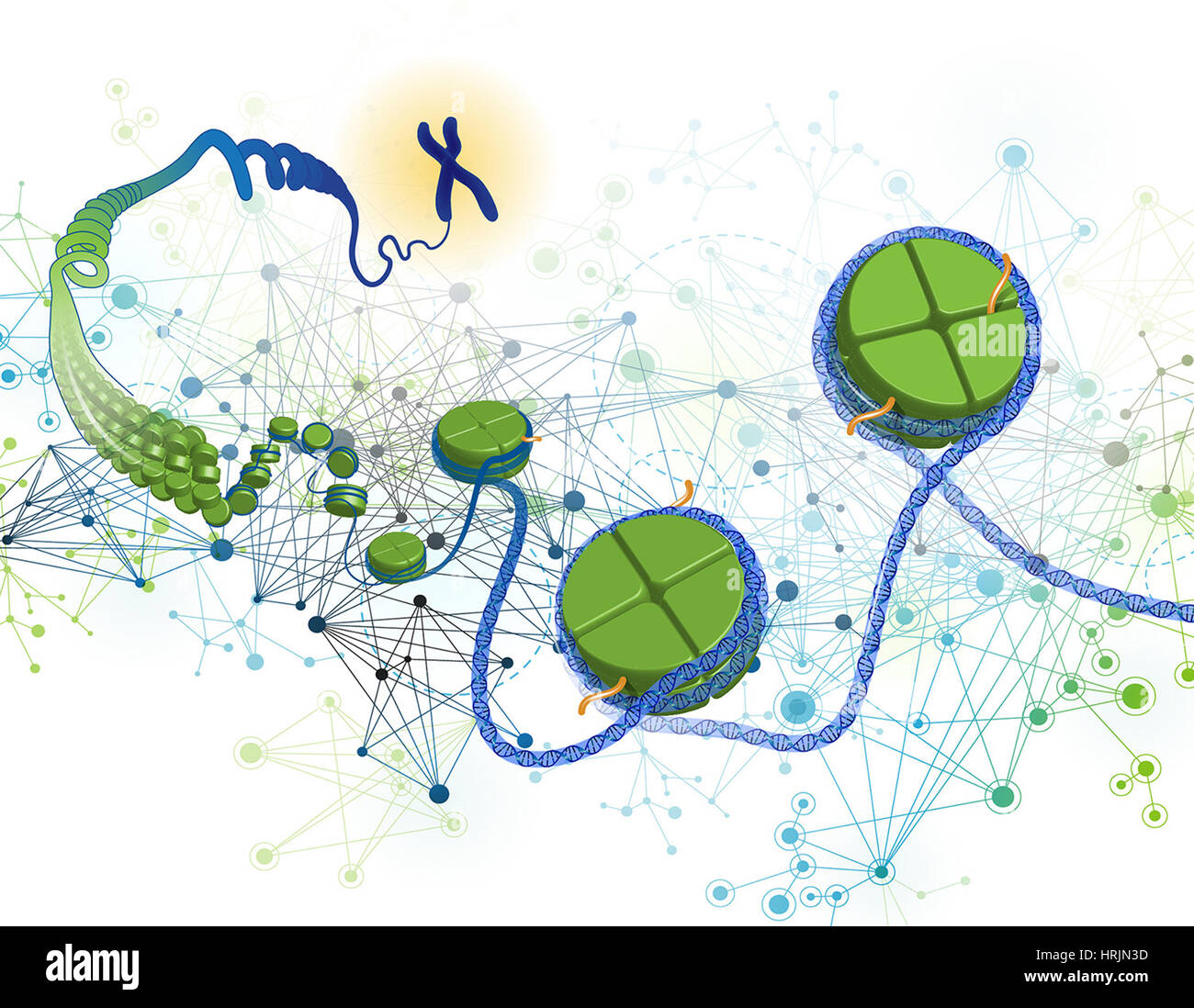Gene pathways hi-res stock photography and images - Alamy