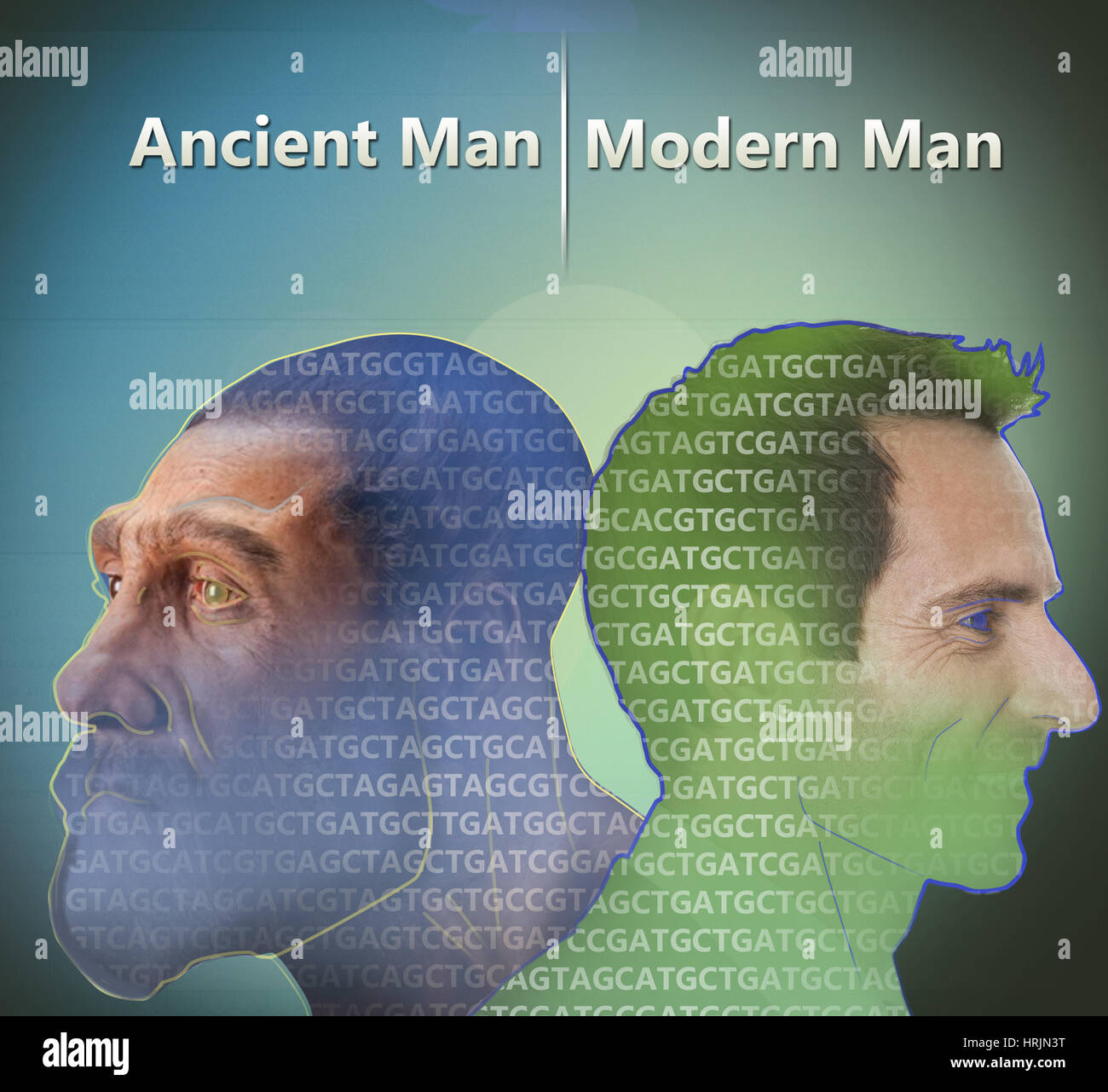 Evolution drawing hi-res stock photography and images - Alamy