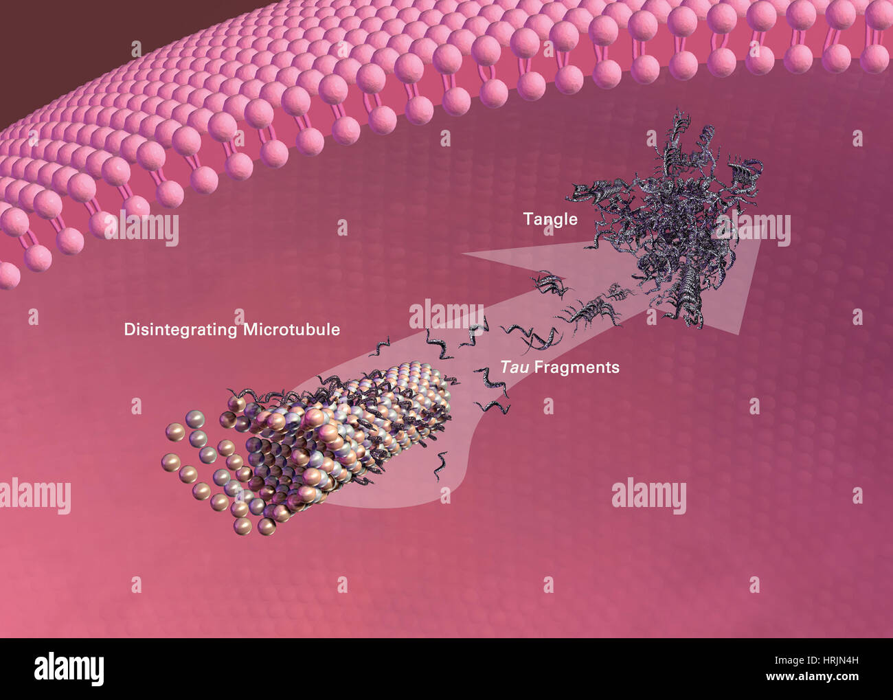 Tau protein hi-res stock photography and images - Alamy
