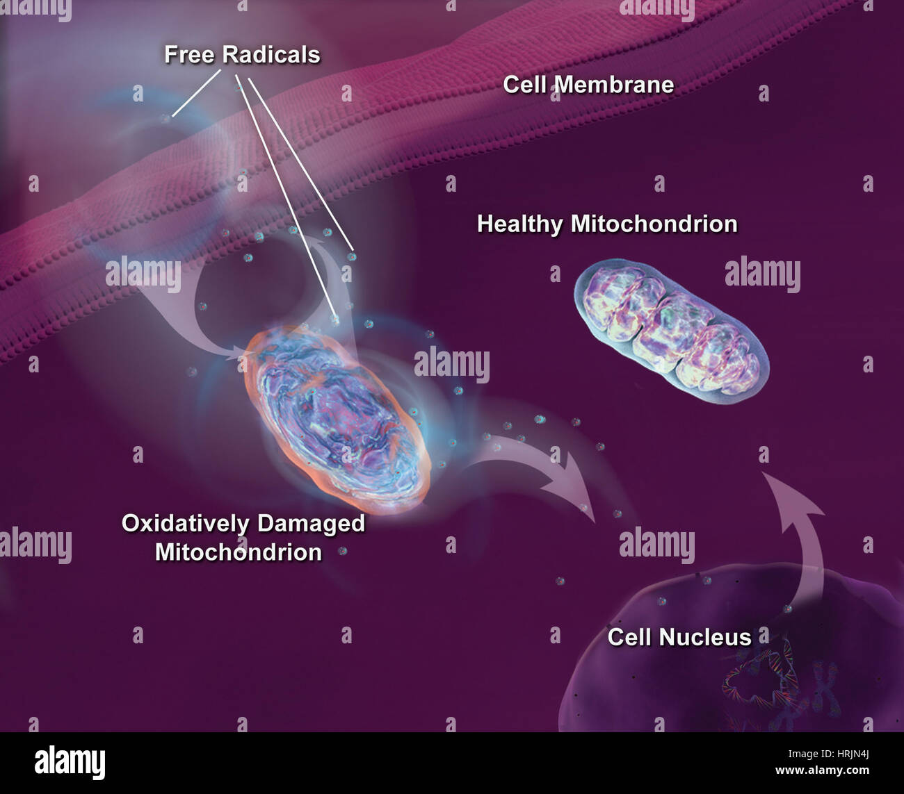Mitochondrial disease hi-res stock photography and images - Alamy