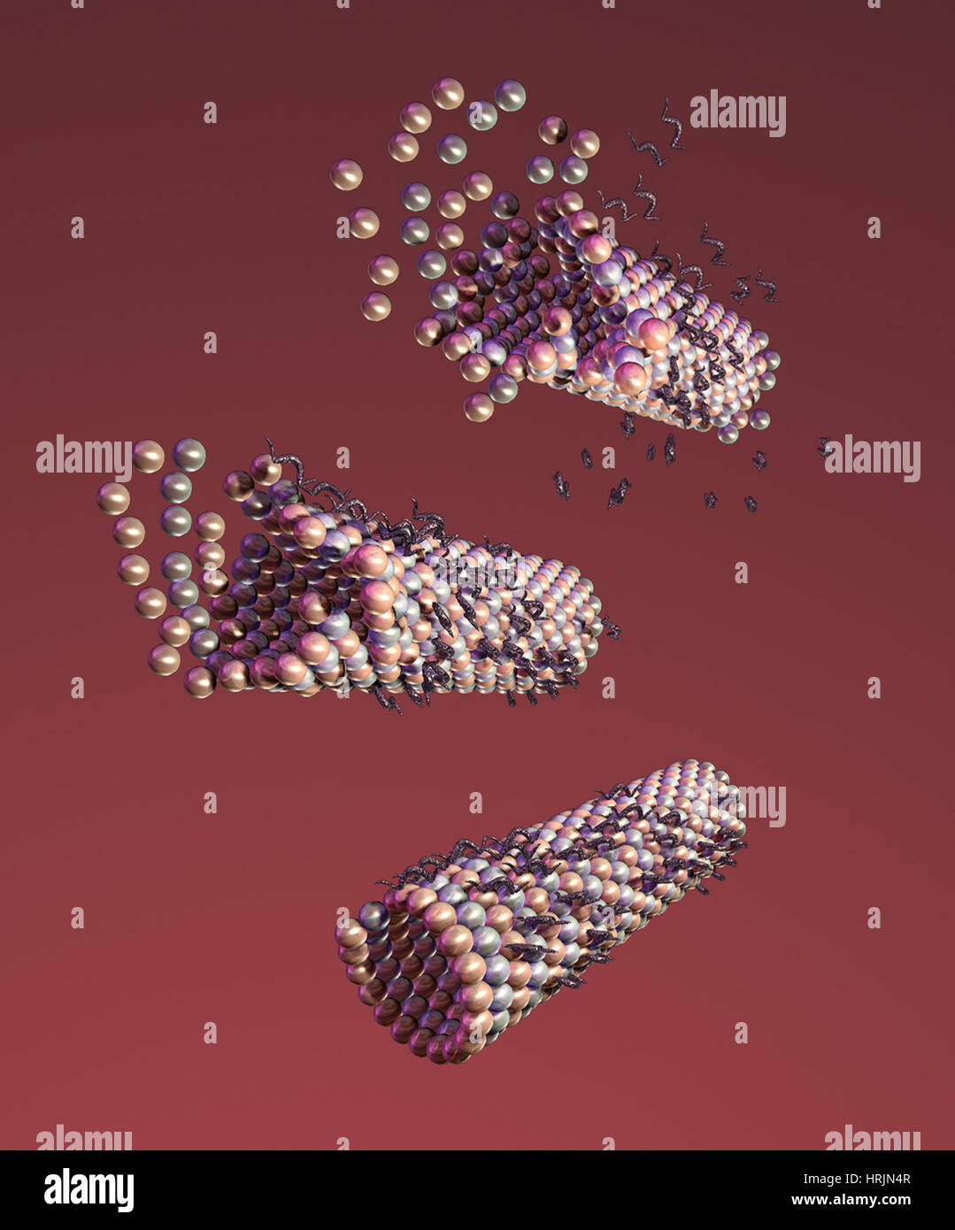 Microtubule hi-res stock photography and images - Alamy